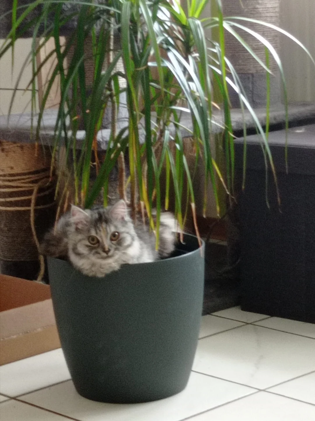 Ellie in her Pot | Scrolller