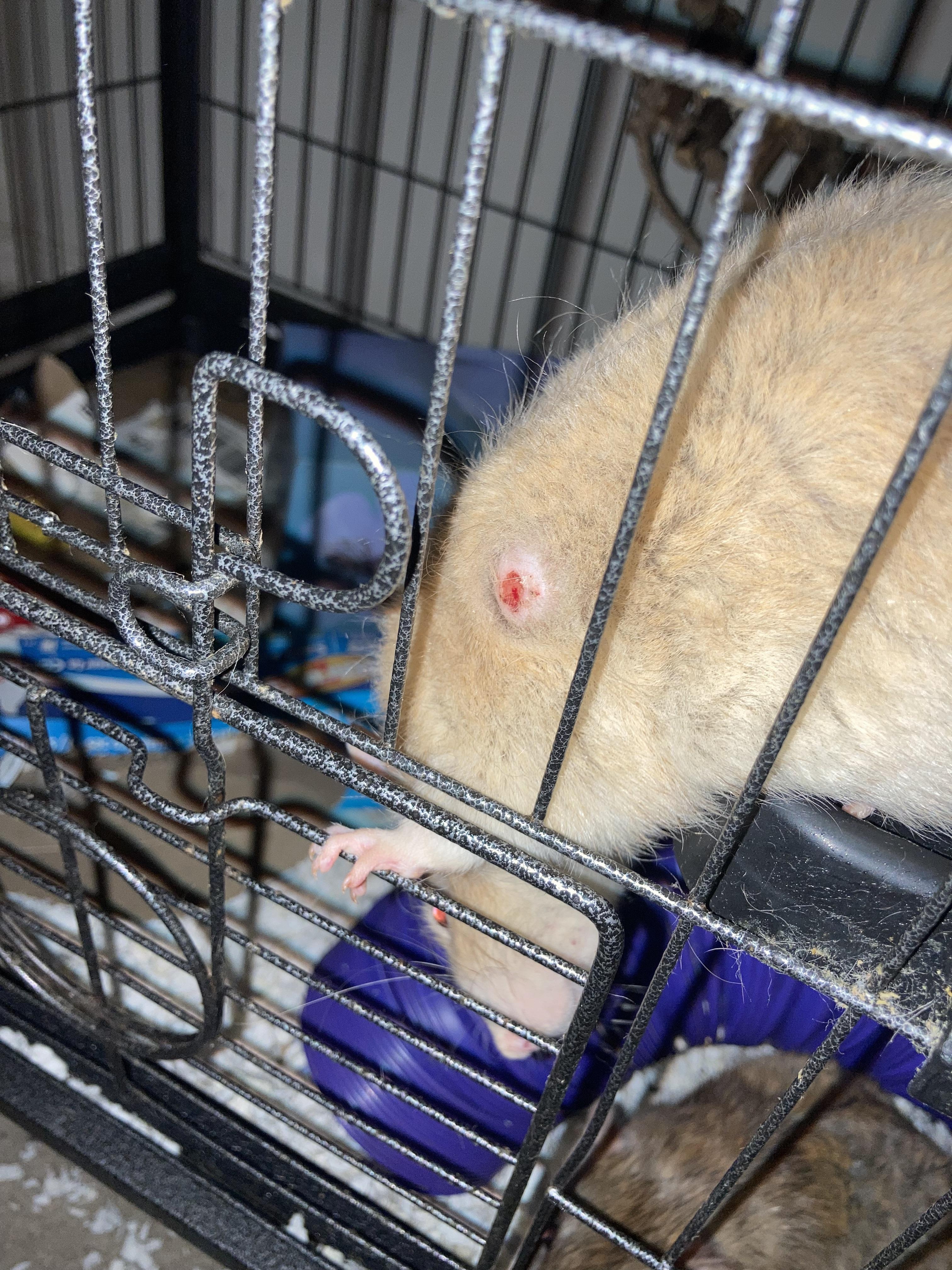 What is wrong with my rat? | Scrolller