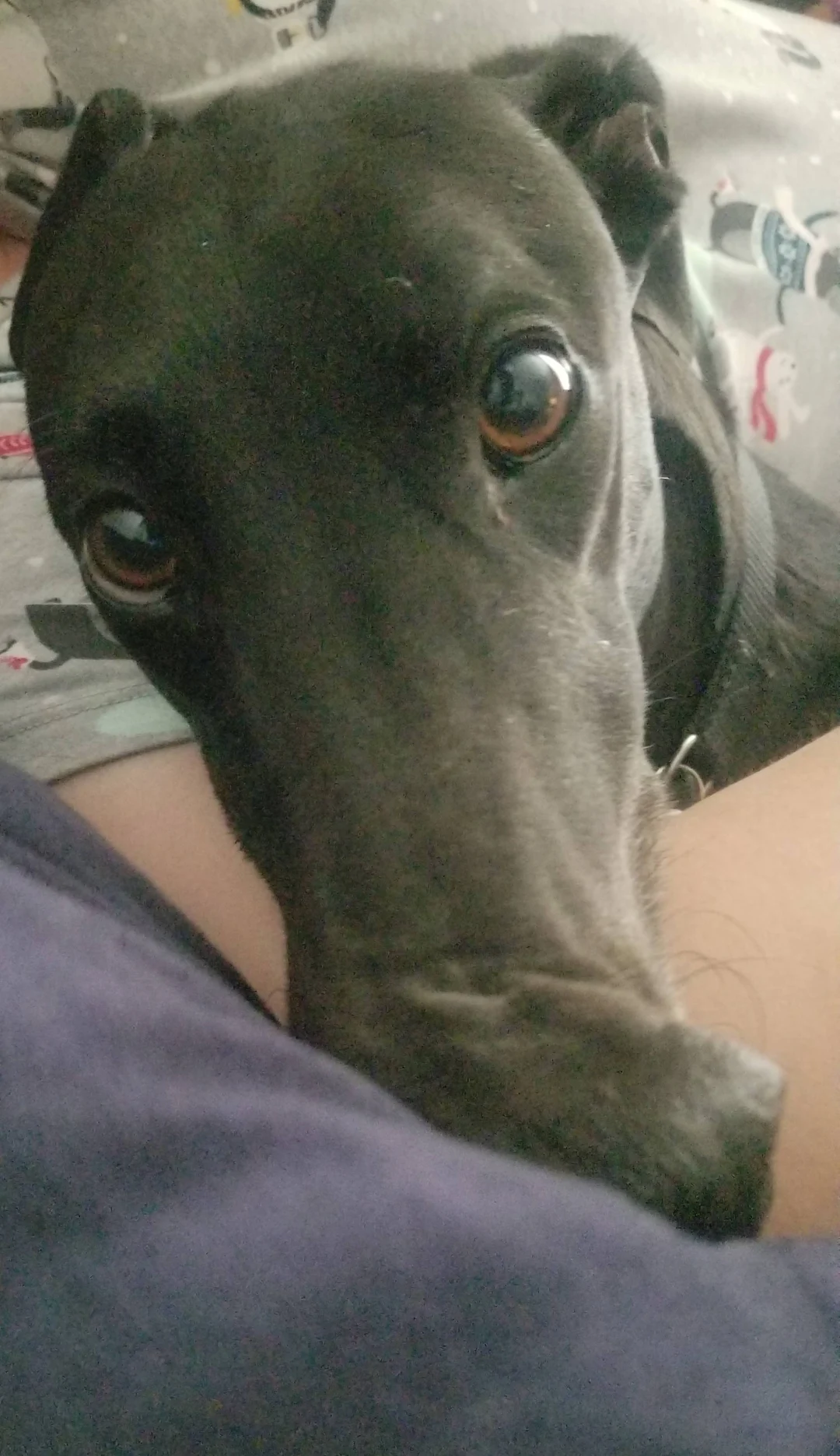 I think this snoot is broken | Scrolller