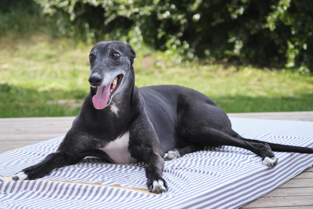 Ellen is enjoying the sun 🥰 | Scrolller