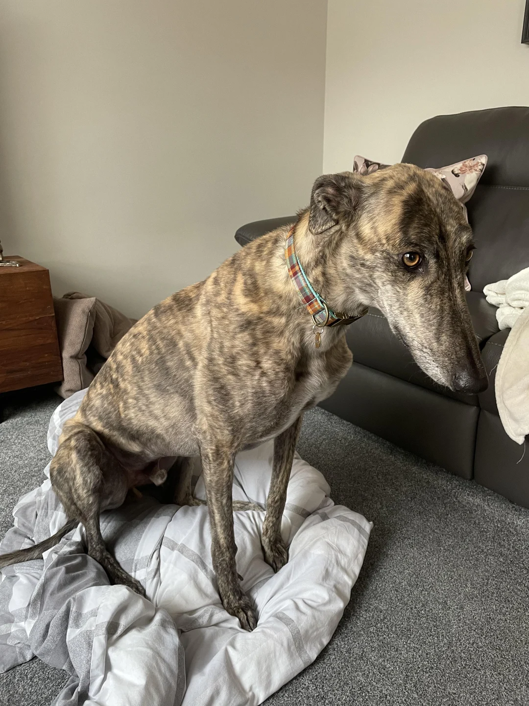 a rare sit | Scrolller