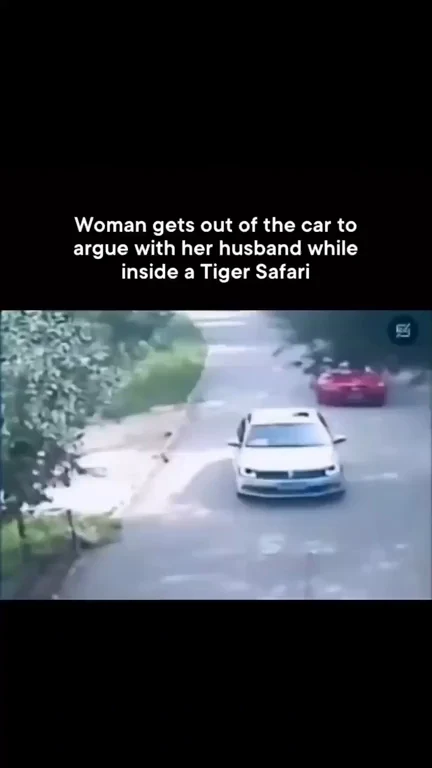 Tiger solved the problem /s | Scrolller