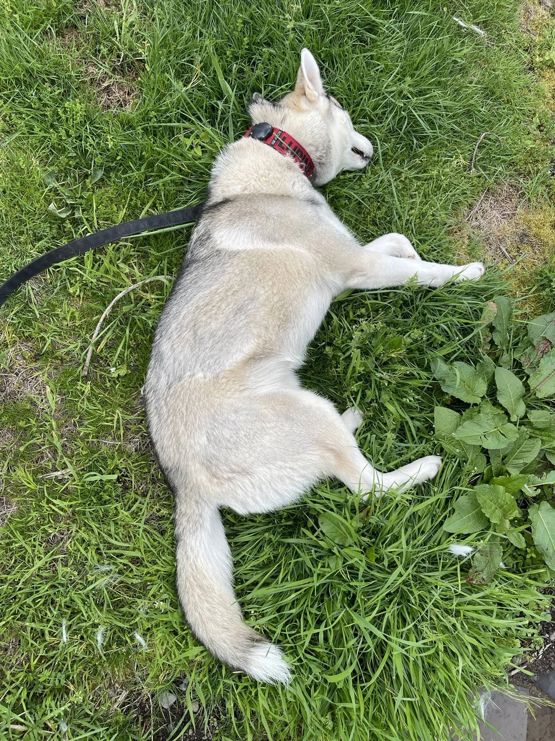 Who else has a husky that loves rolling around in tall grass? | Scrolller