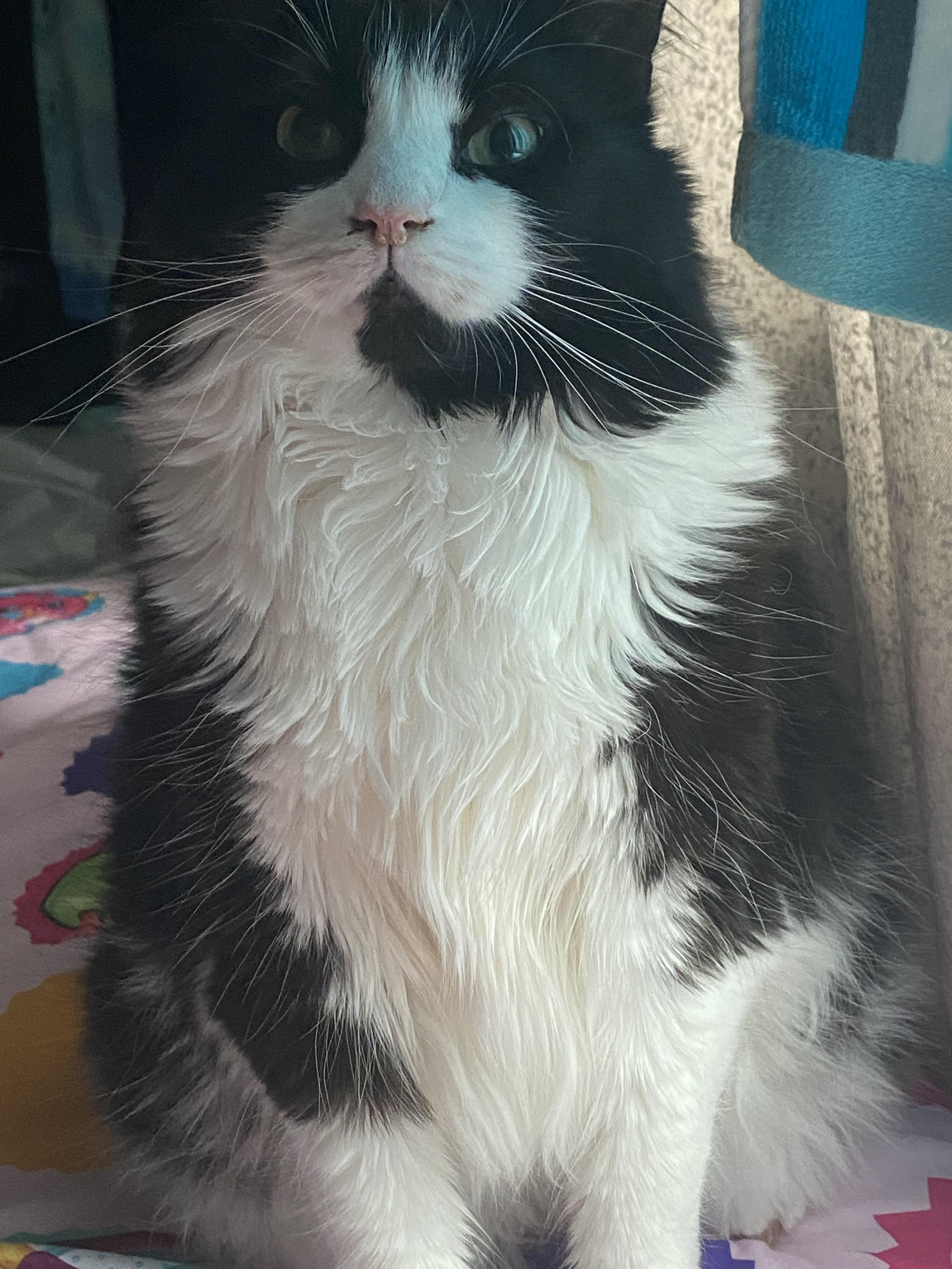 my cat lily :) | Scrolller