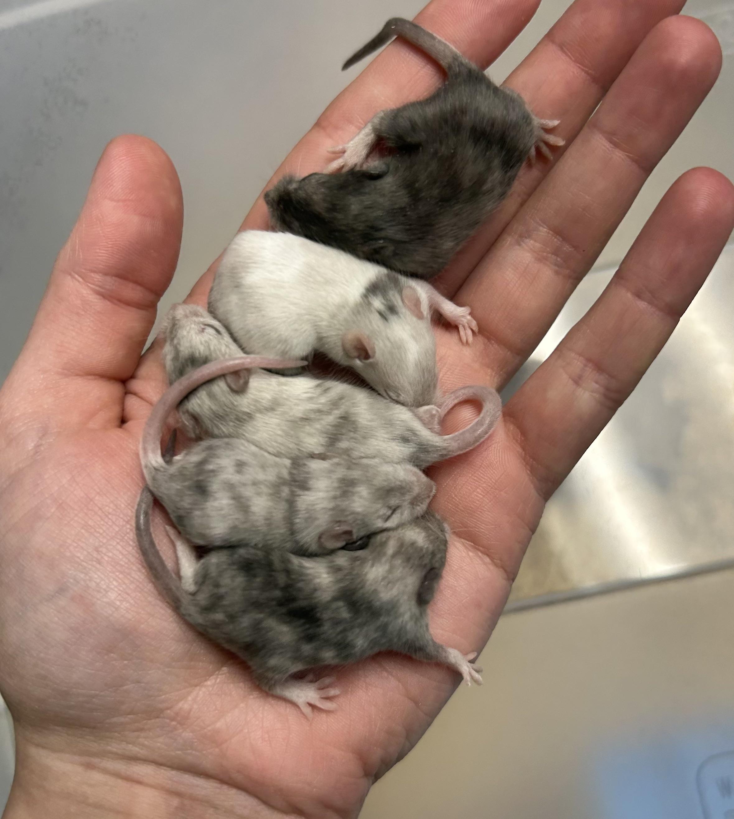 Splash babies | Scrolller