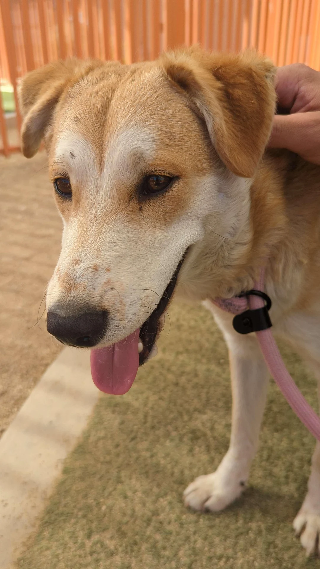 Naming Help | Scrolller