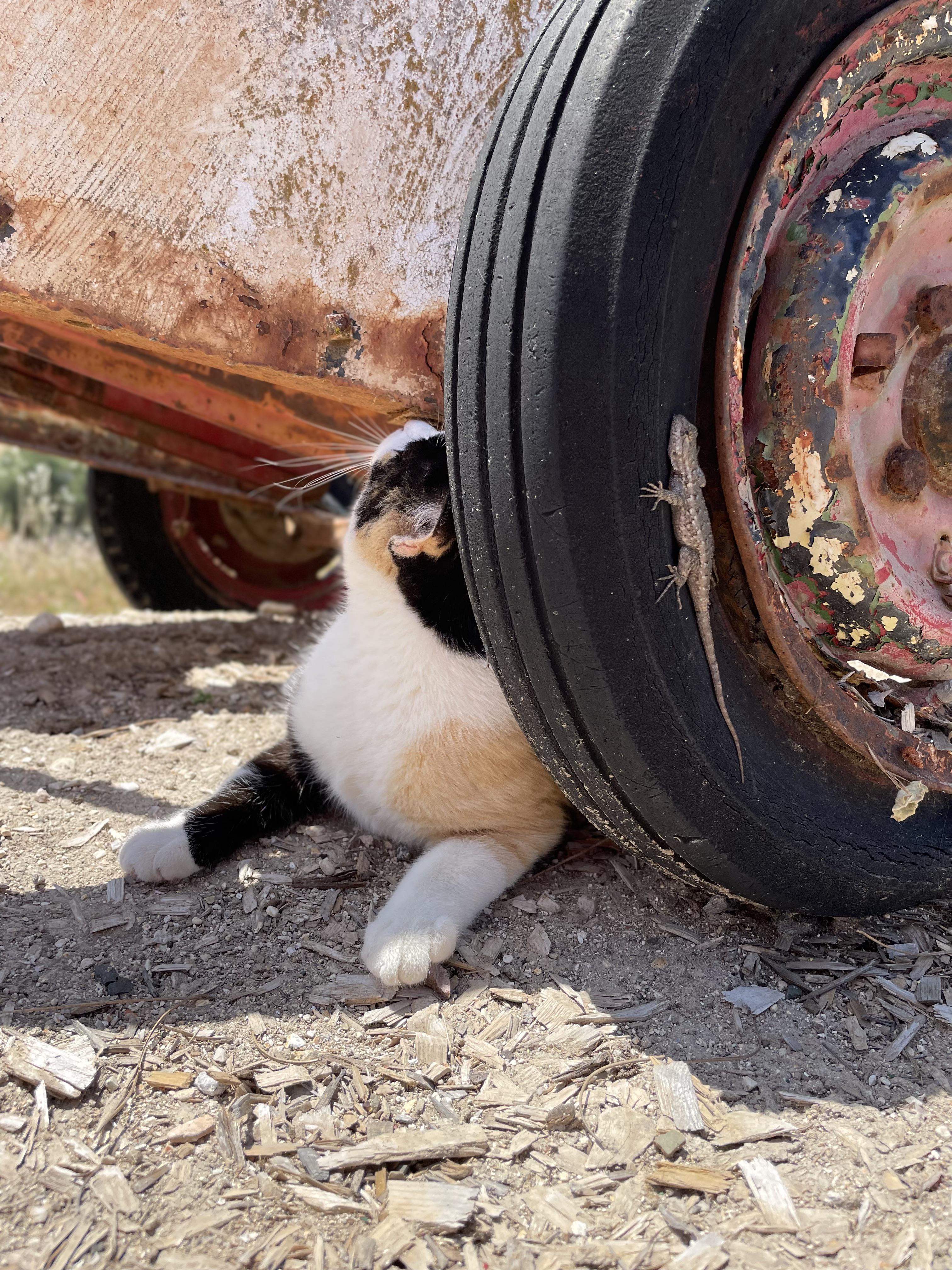 Hide and Seek | Scrolller