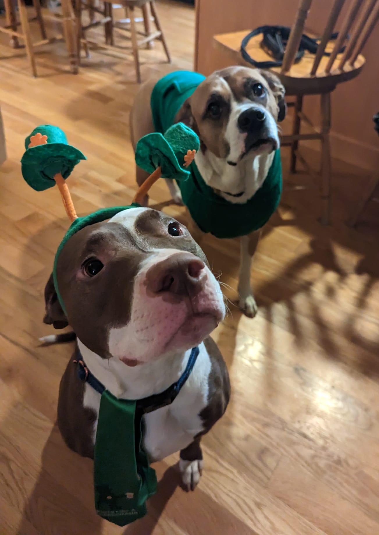 Bowser and Roxy 🥰🥰 | Scrolller