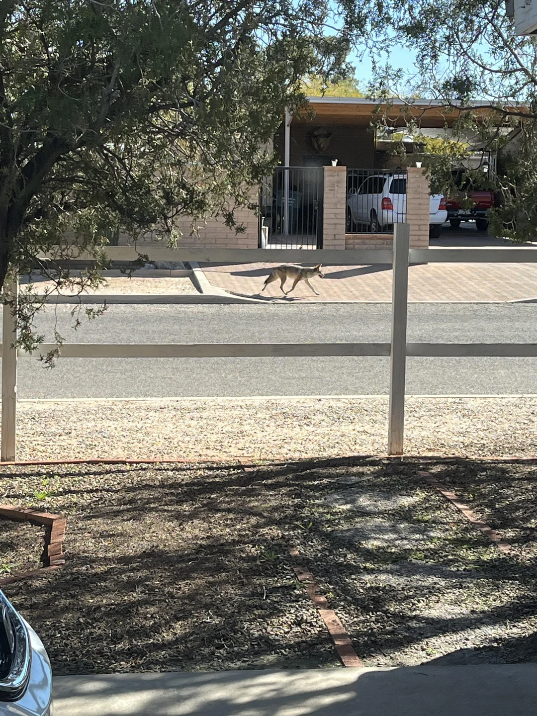 Spotted a Coyote in my area for the first time | Scrolller