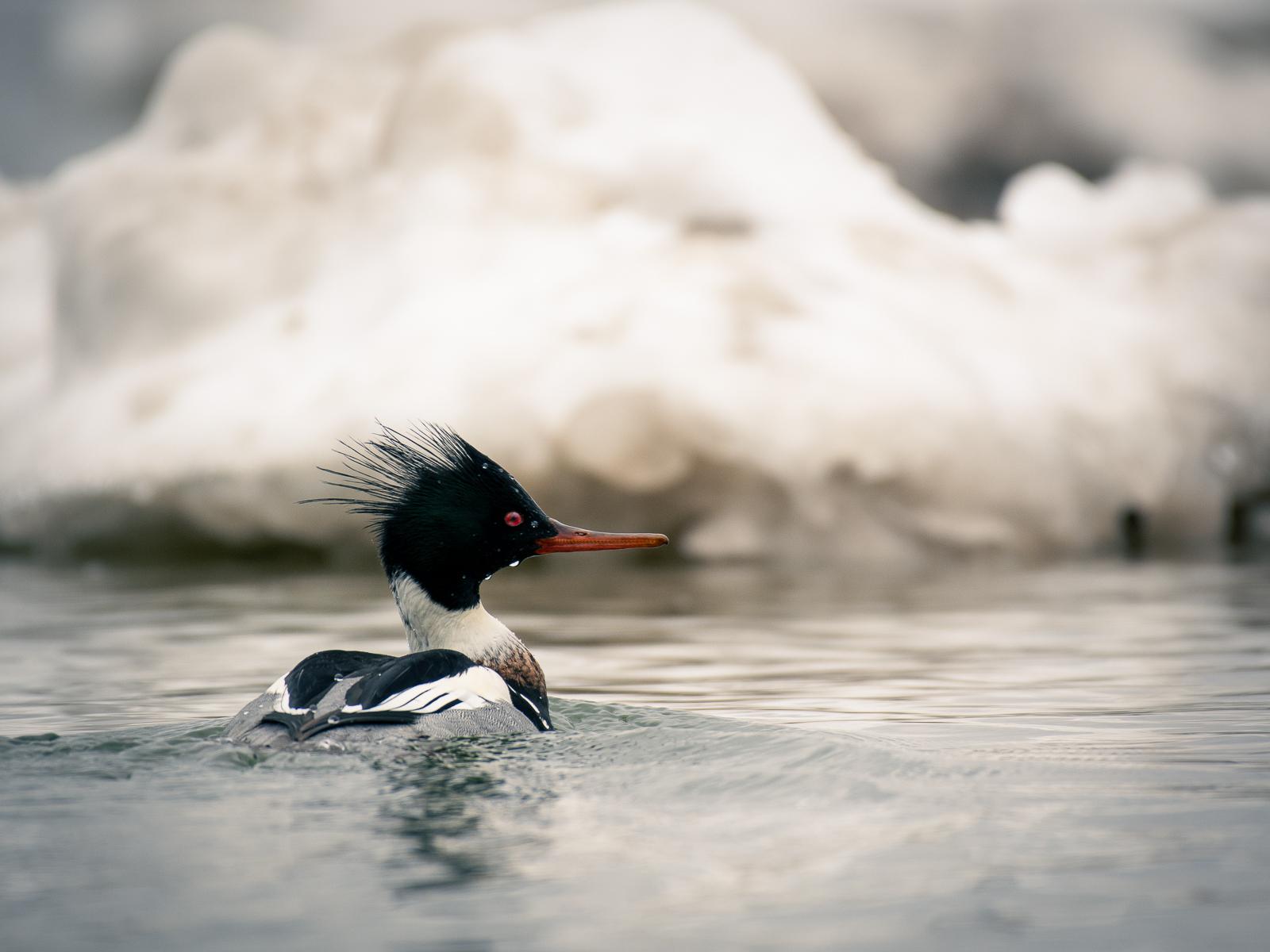 Red breasted merganser next to the ice | Scrolller