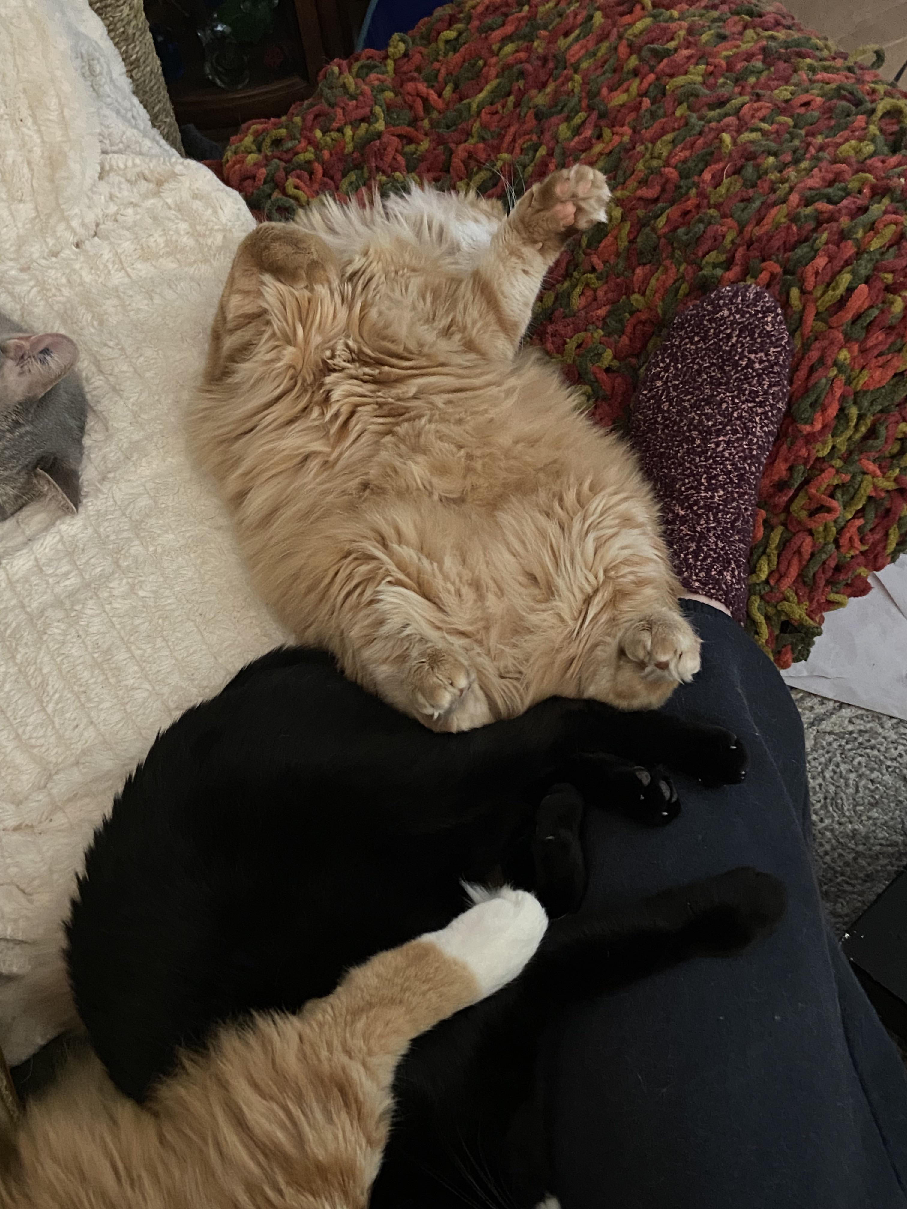 Floofy belly | Scrolller