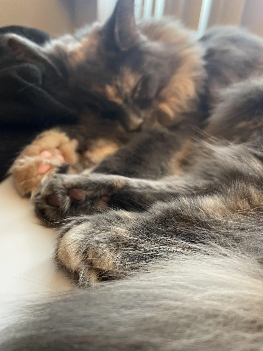 Frannie’s little mixed beans | Scrolller