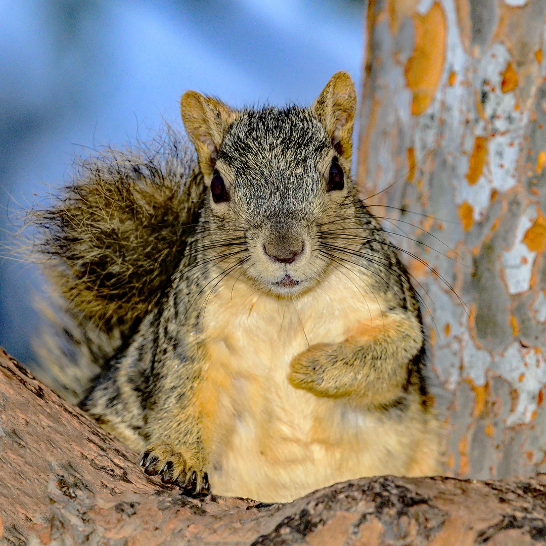 Hello Squirrel | Scrolller