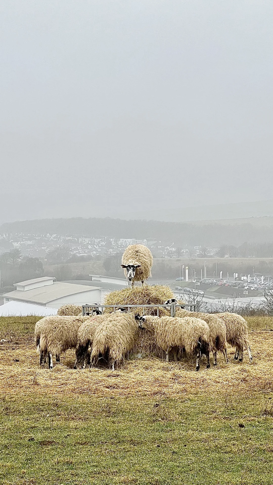 All hail Sherp, king of sheep. | Scrolller