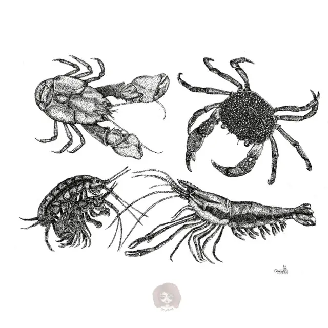 South American freshwater crustaceans, me, pointillism with ink, 2023 | Scrolller
