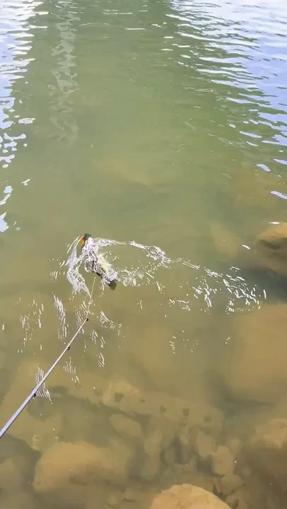 2 fish 1 lure | Scrolller