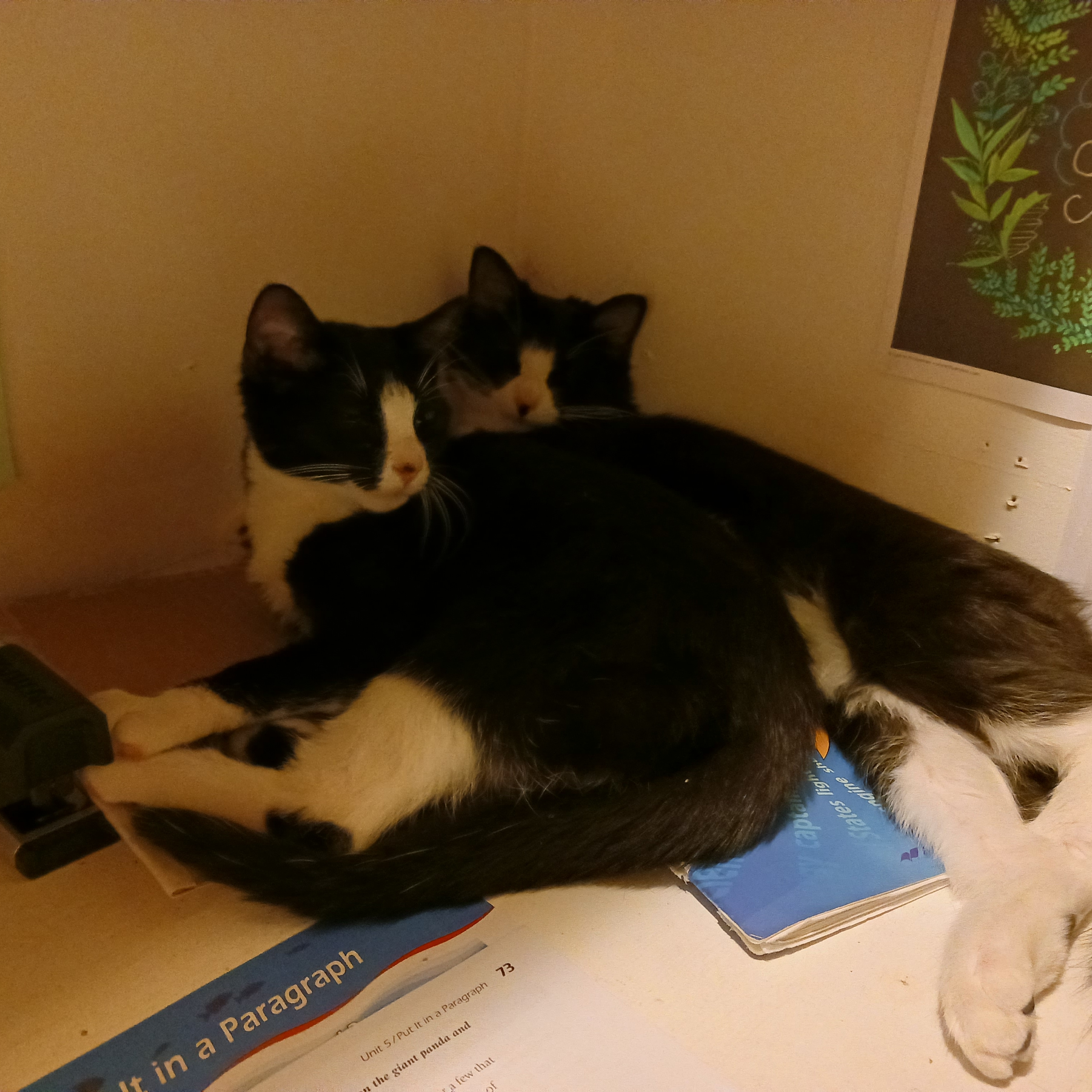 Two kittens we adopted 3 months ago. | Scrolller