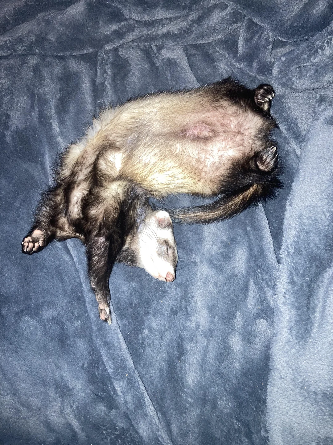 Middle of the bed like it’s his. Other ones are in there too I’m sure | Scrolller