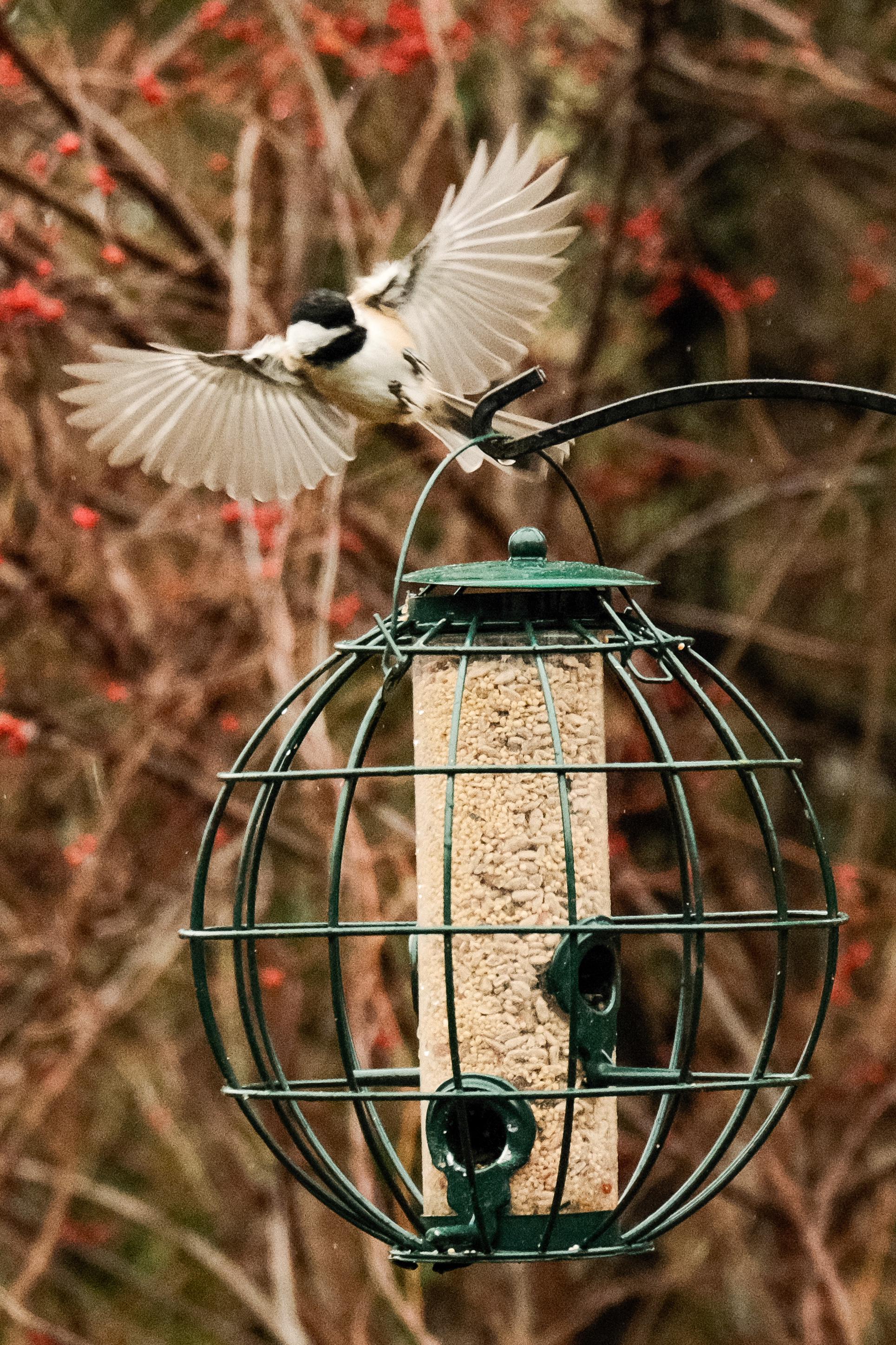 Chickadee coming in for a landing | Scrolller