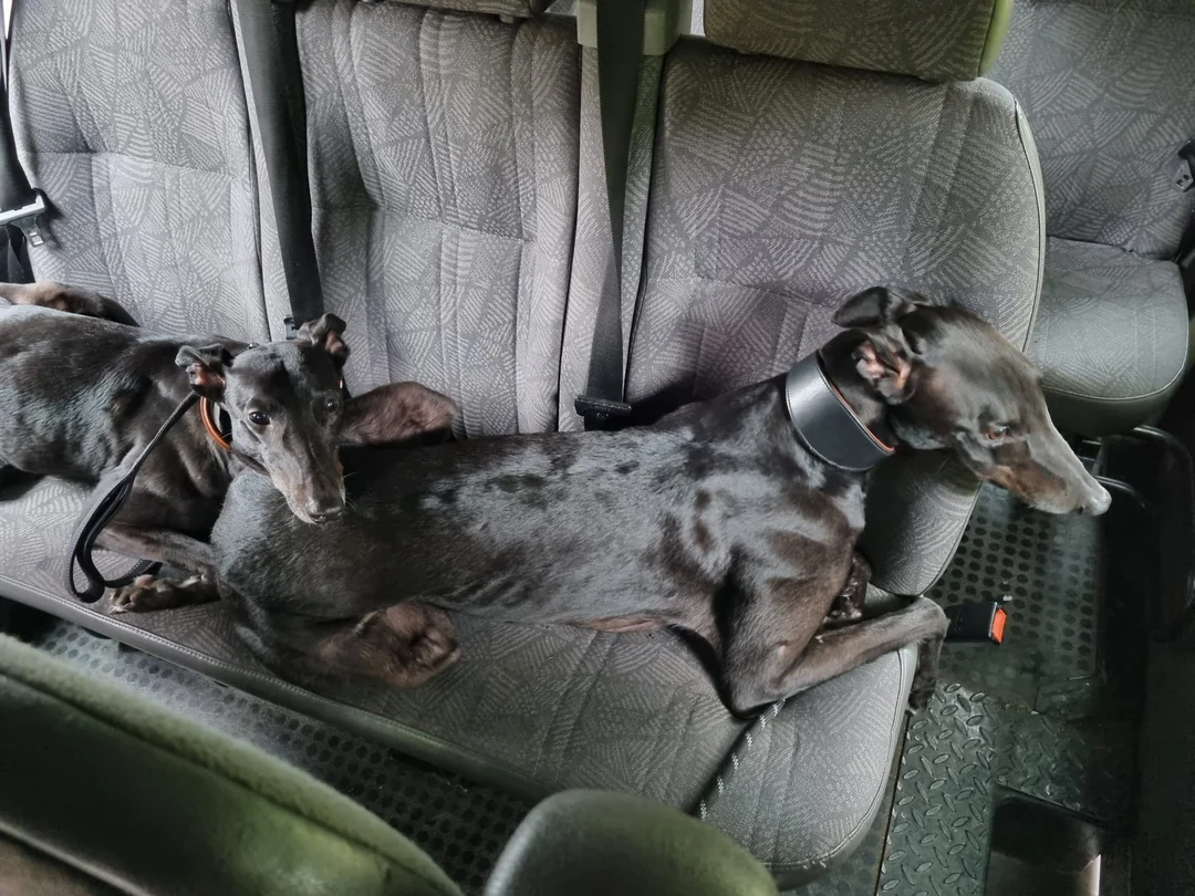 Greyhound train choo choo | Scrolller