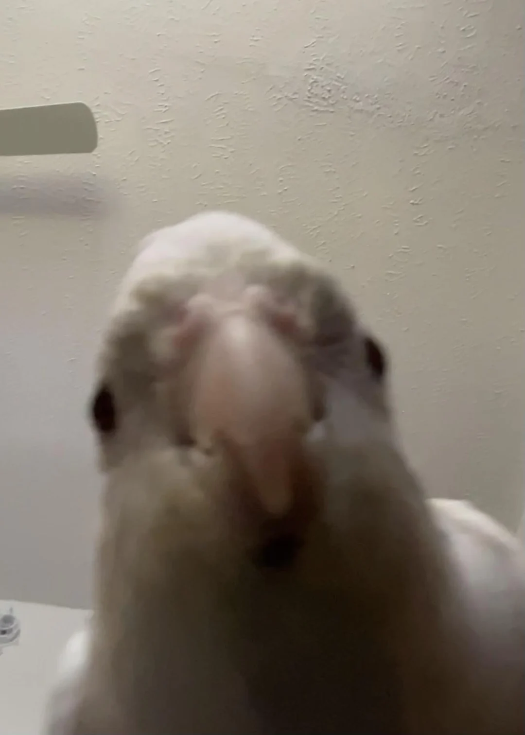 pov: you are a bowl of seed | Scrolller