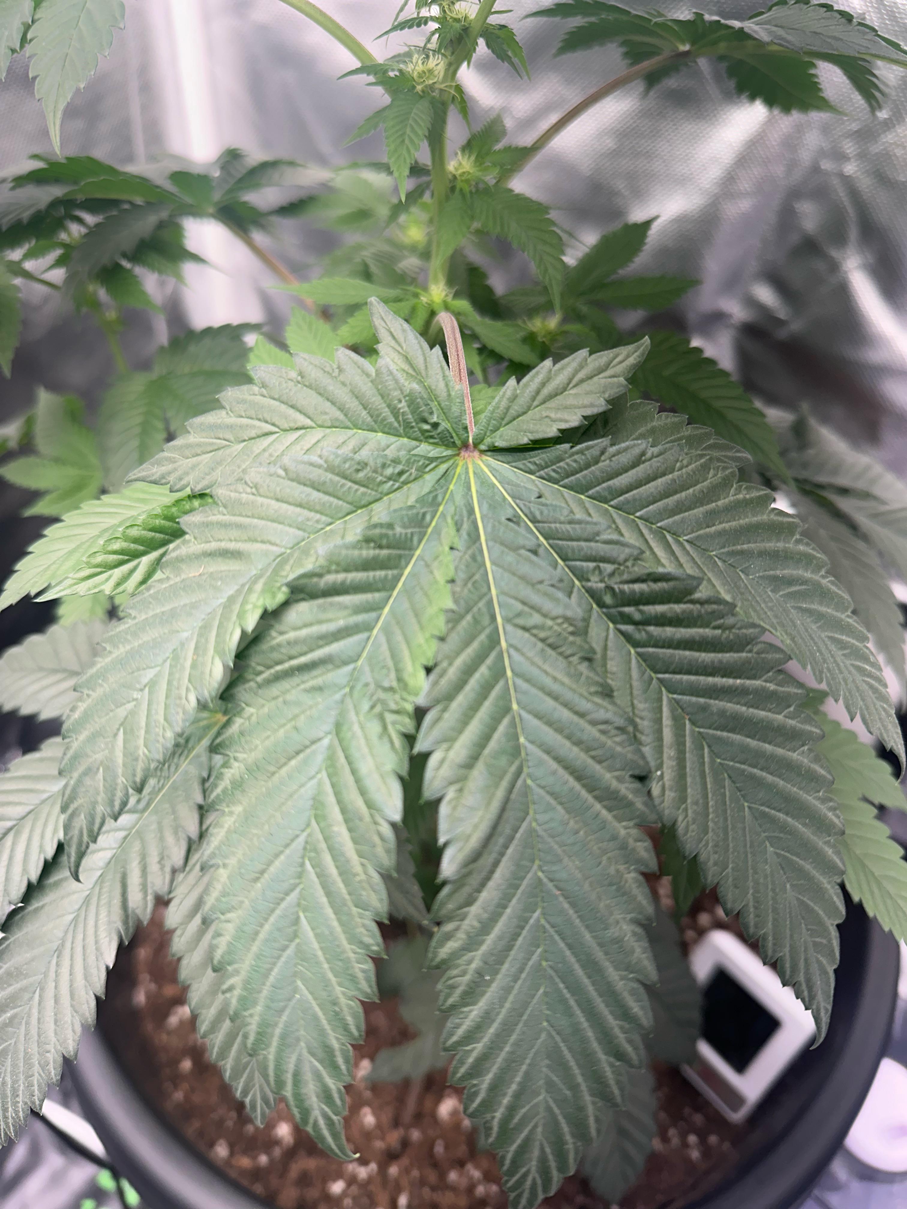 Need help identifying the issue | Scrolller