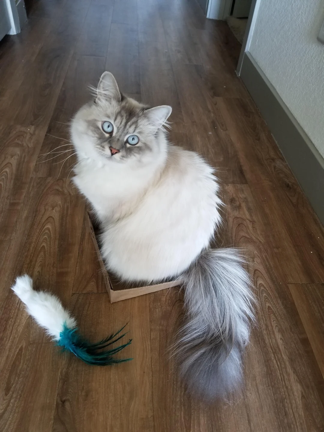 Vanilla!! | Scrolller