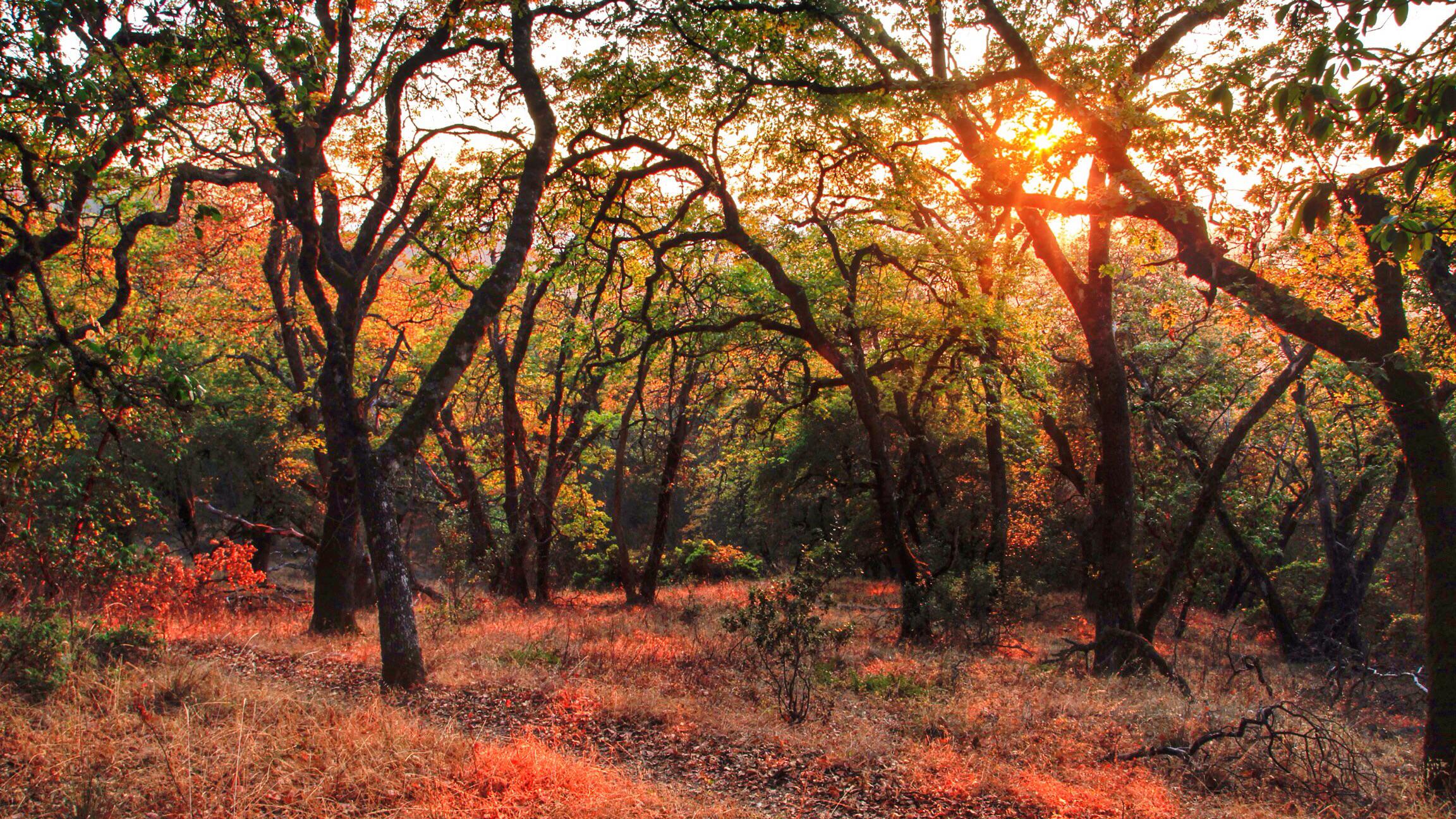 Enchanted Forest | Scrolller