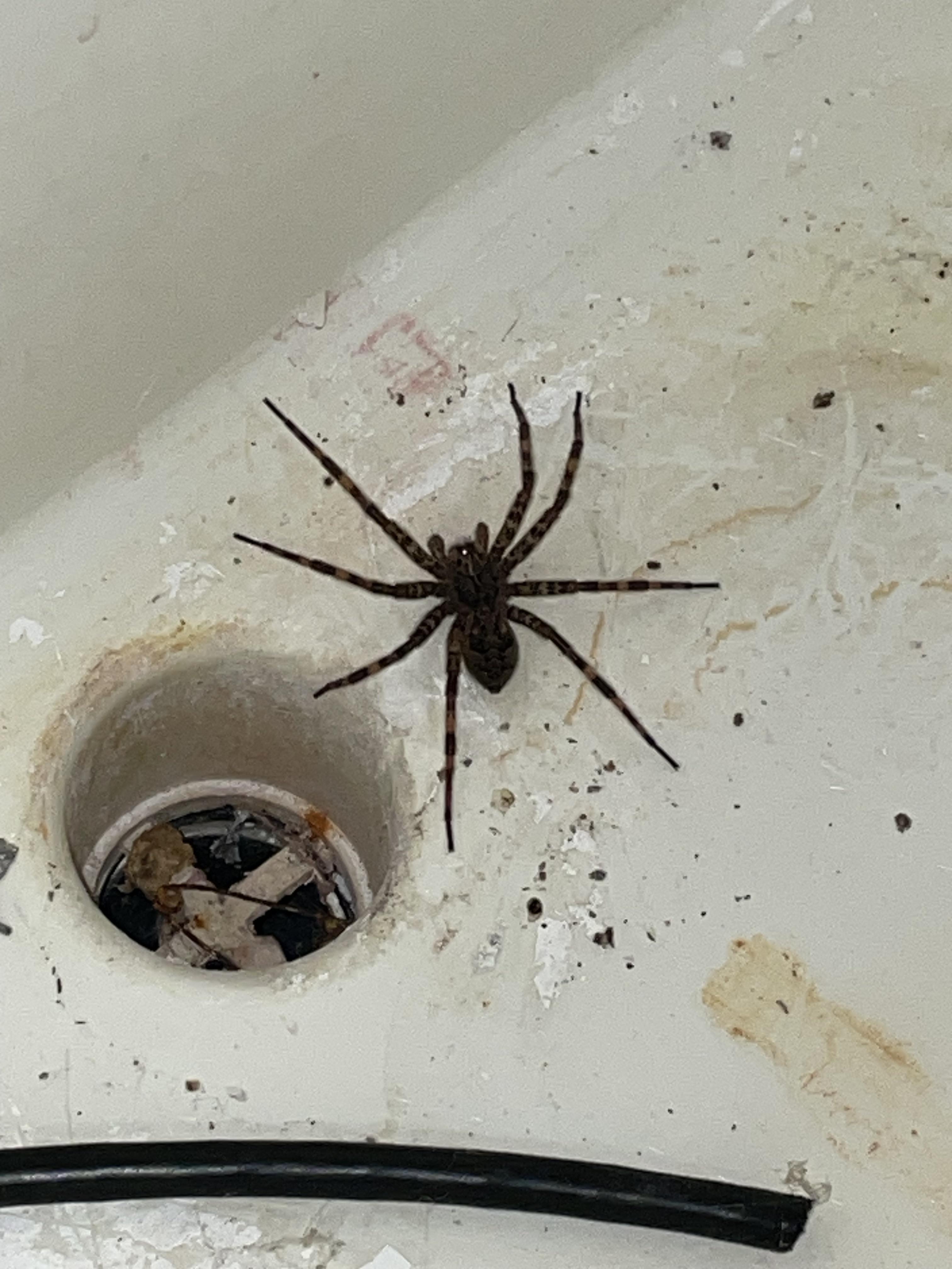 Beefy Dark Fishing Spider | Scrolller