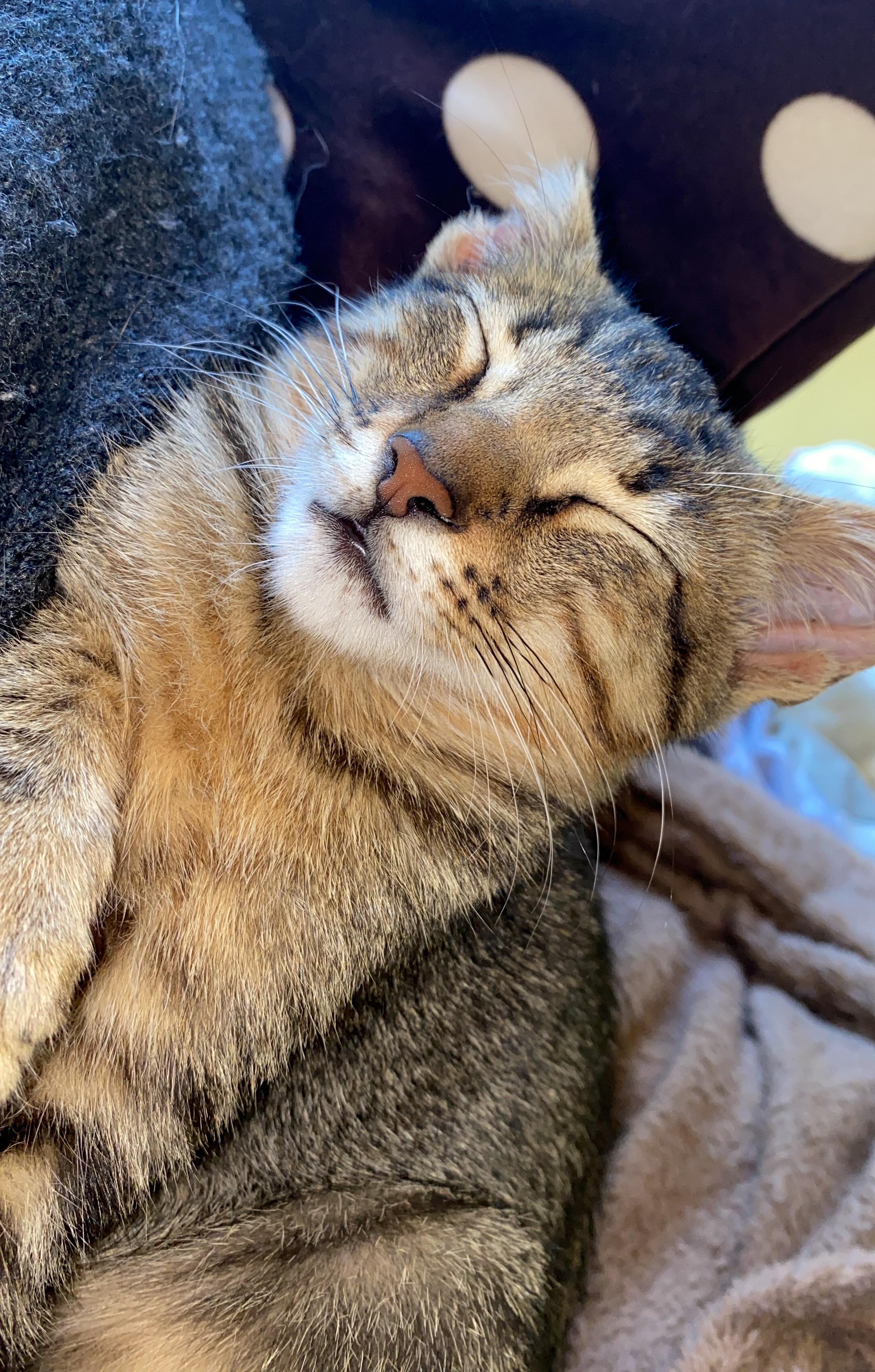 Little Wilson’s snoozing | Scrolller