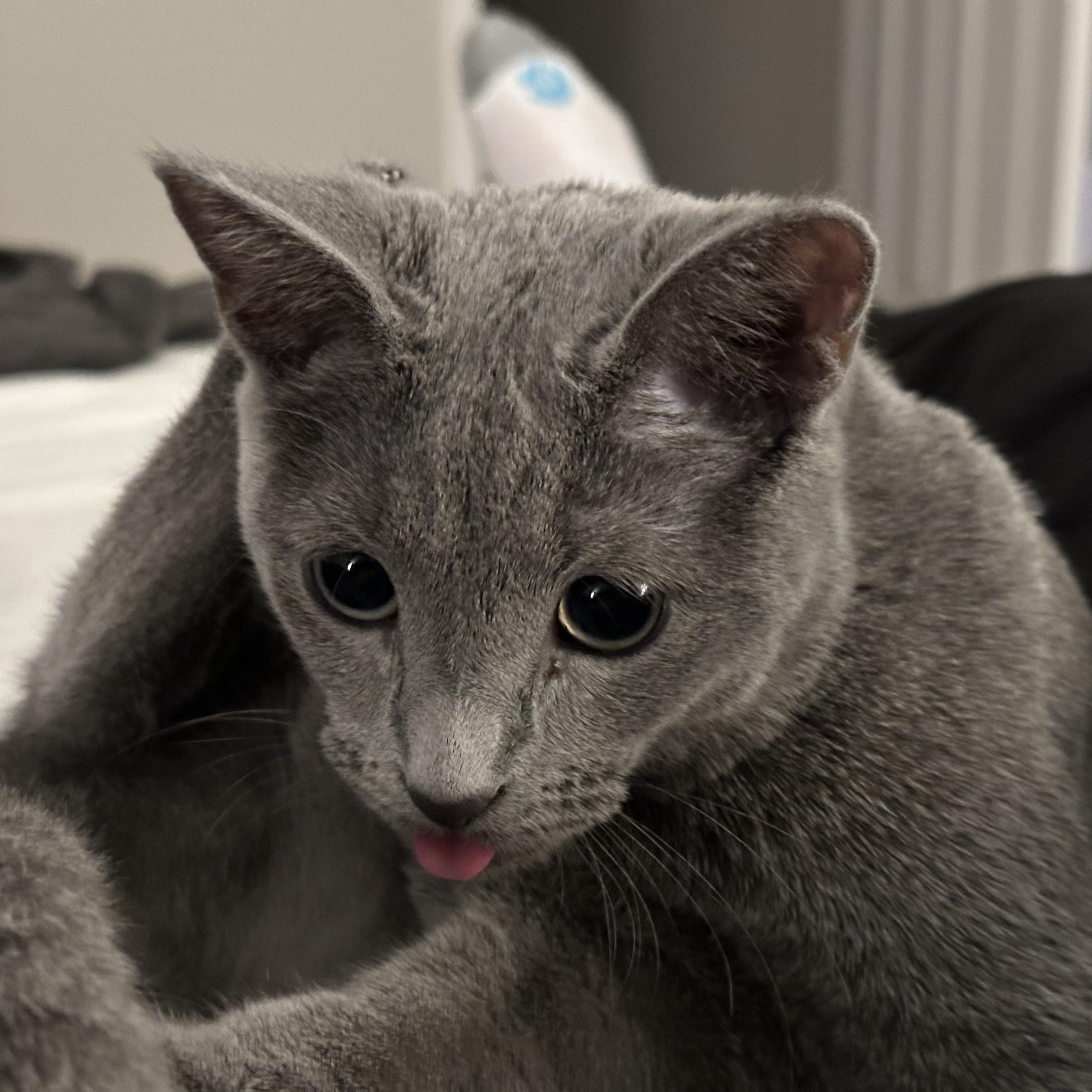 Bluey Blep | Scrolller