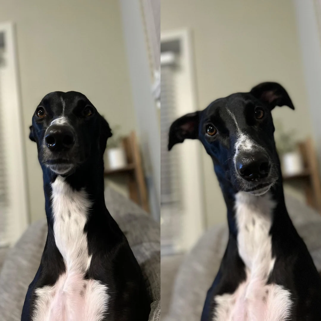 What did you say?!? | Scrolller