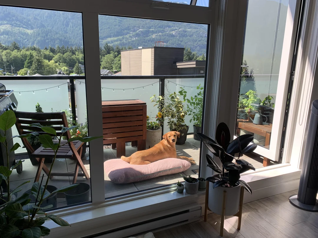 Little patio garden 🪴 | Scrolller