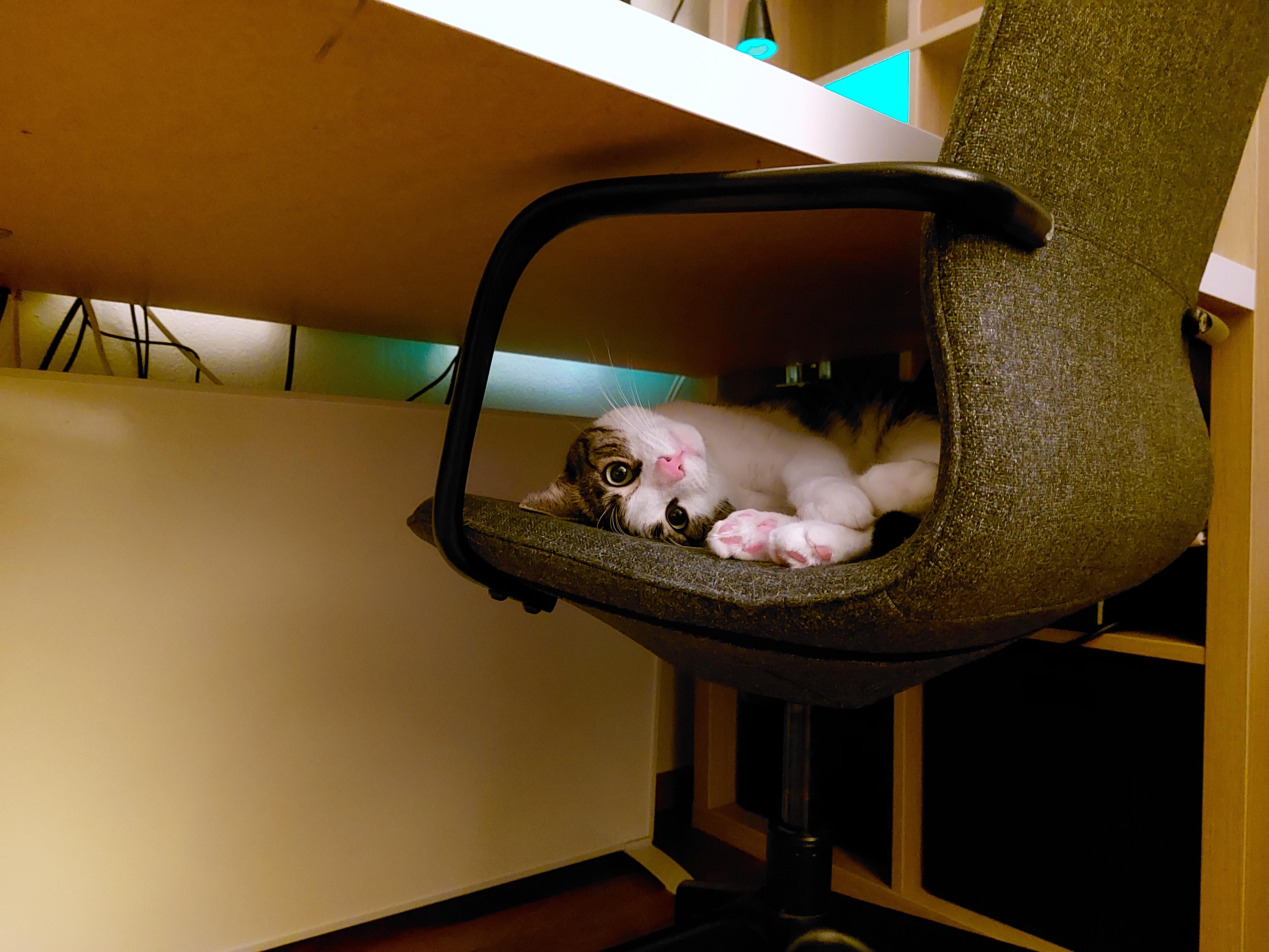 Took awhile but he has discovered the infrared heater | Scrolller