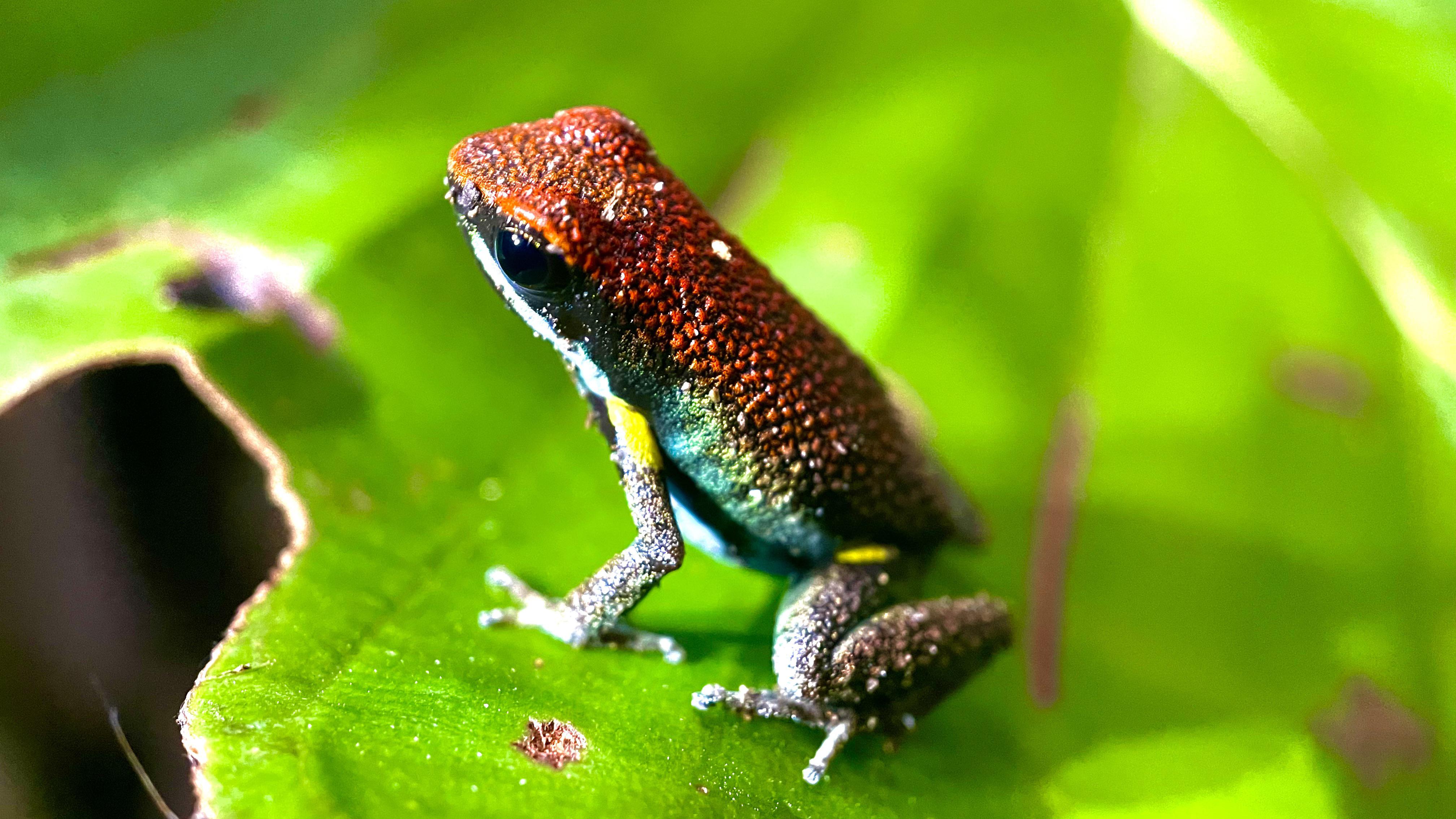 Ecuadorian Poison Frog | Scrolller