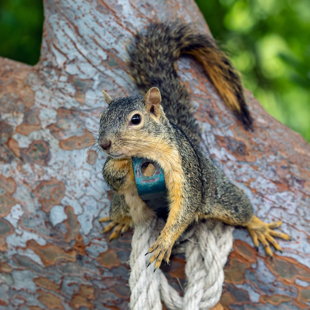 “Mother Squirrel is always out there waiting, and Mother Squirrel is always hungry.” ― Tony ...