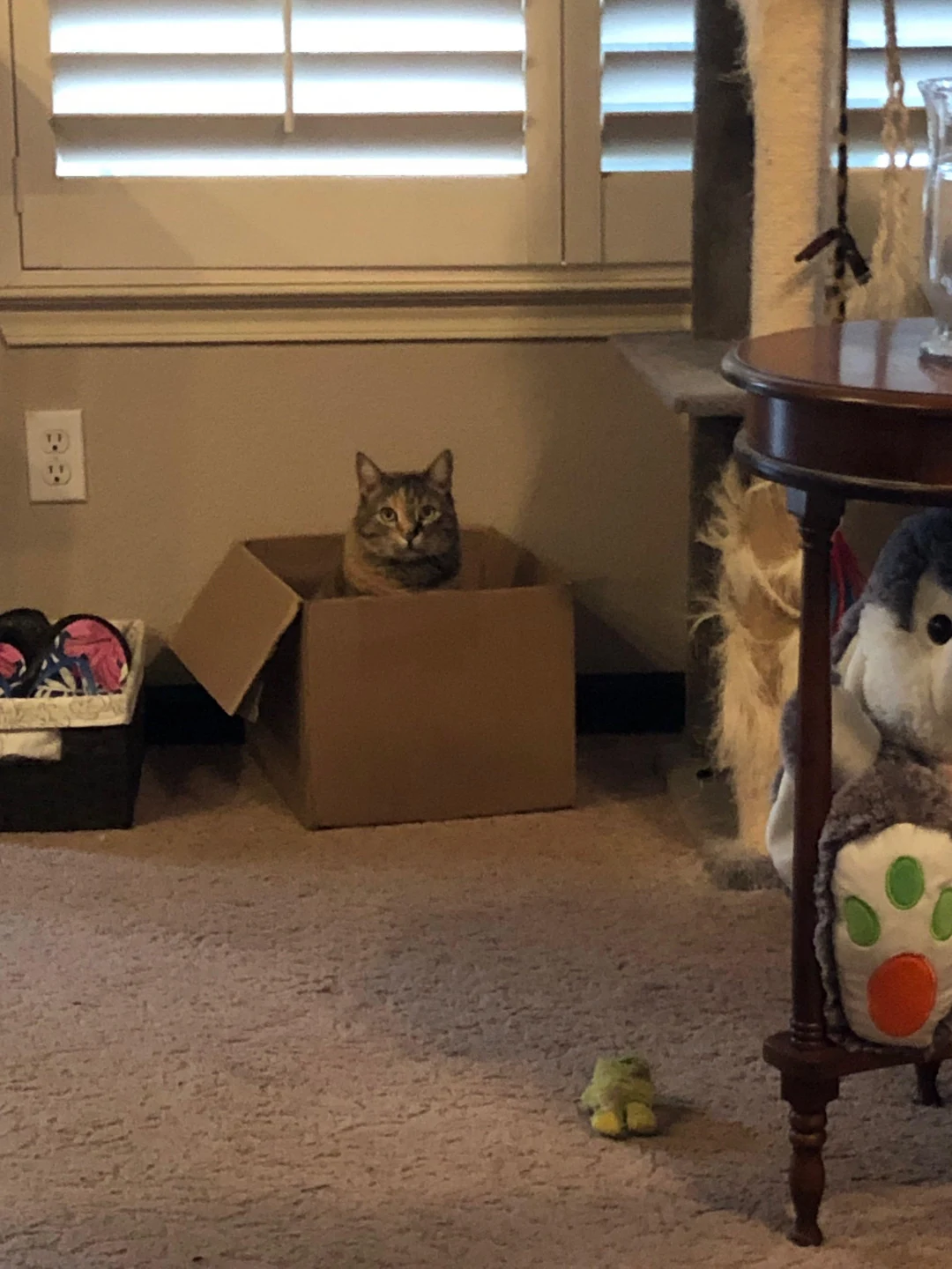 Amazon makes the best traps | Scrolller