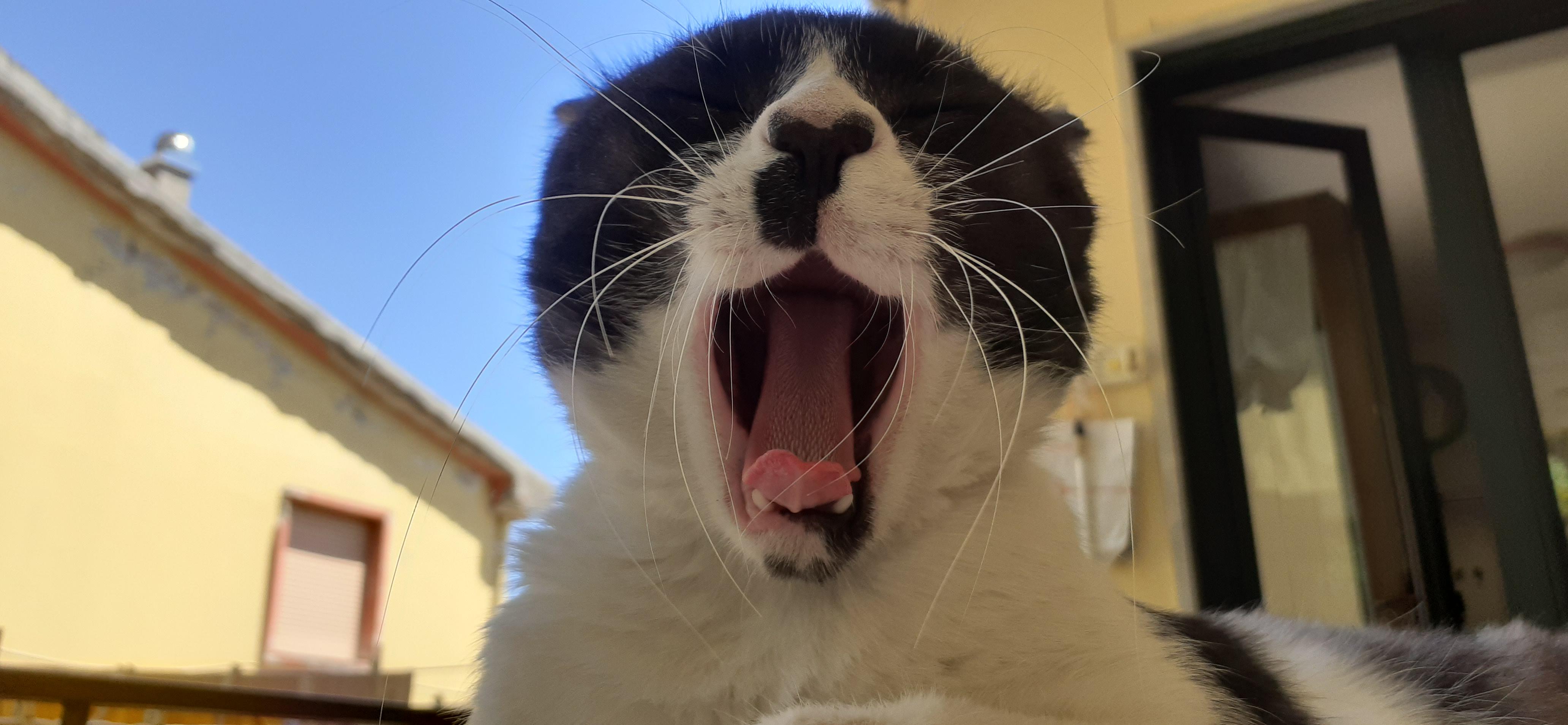 Massive yawn | Scrolller