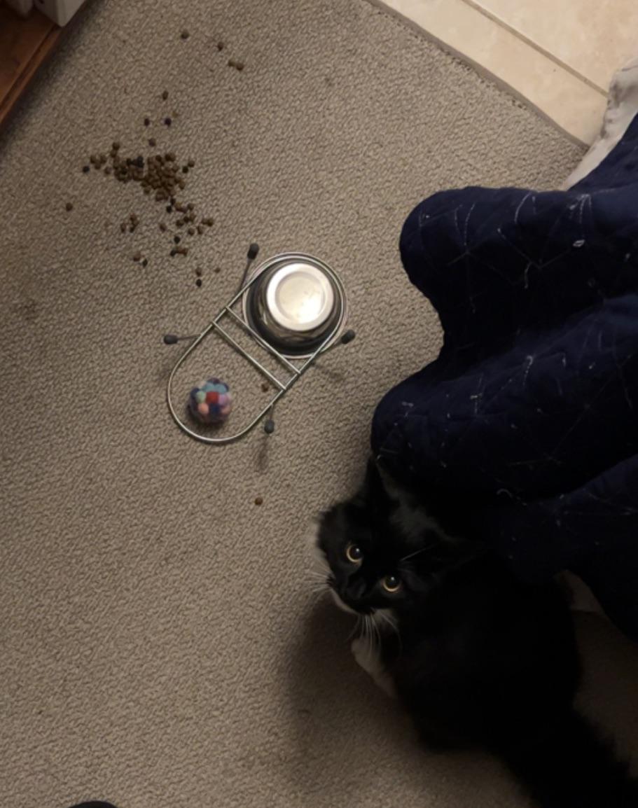 This is Macey. She knows exactly why her bowl is empty. | Scrolller