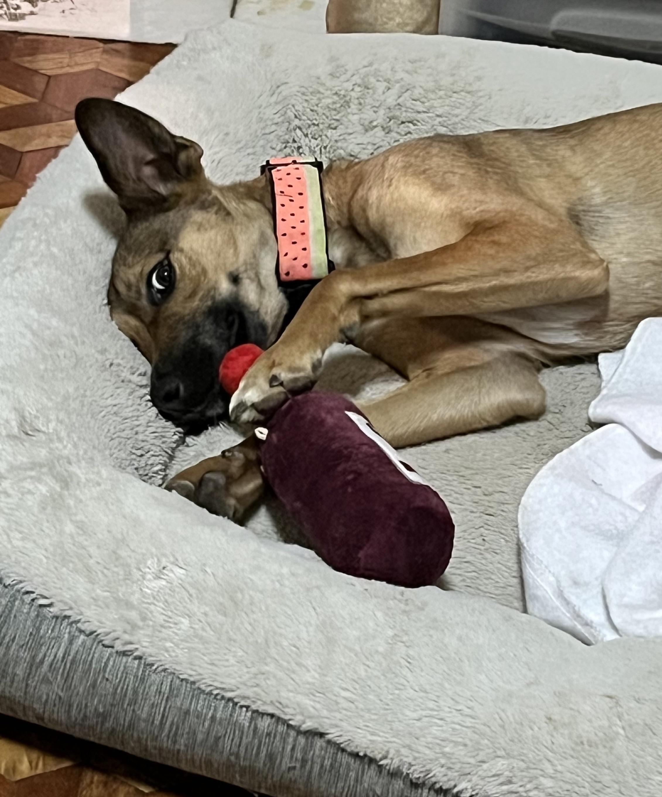 Toby is all of us after a long week | Scrolller