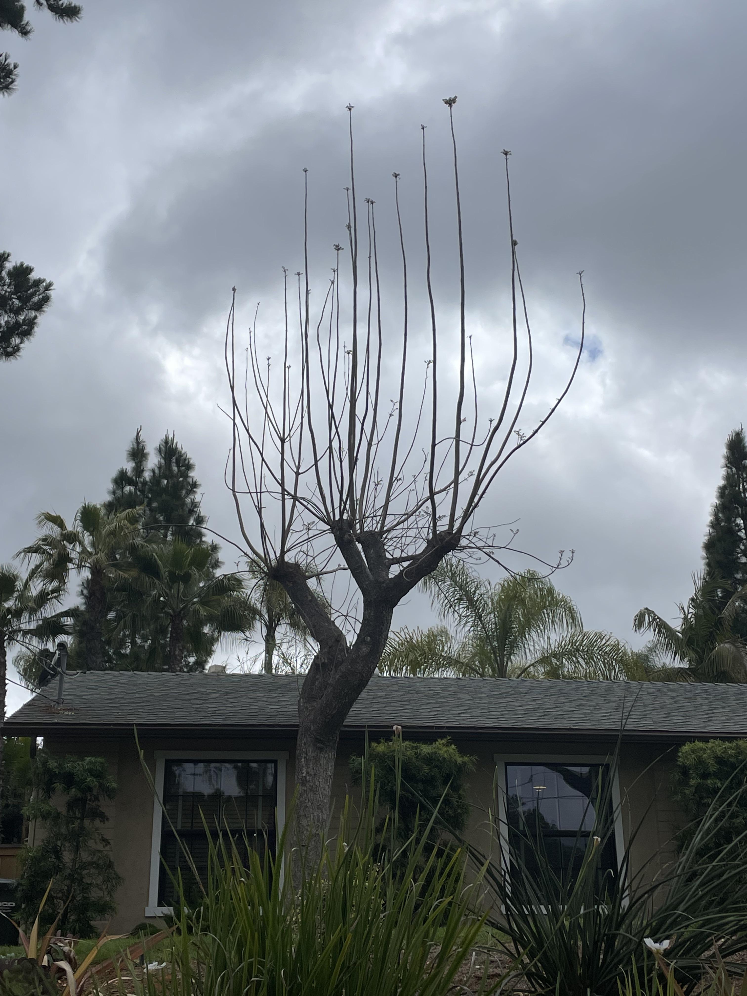 Cut off the tree branches and grew back weird | Scrolller