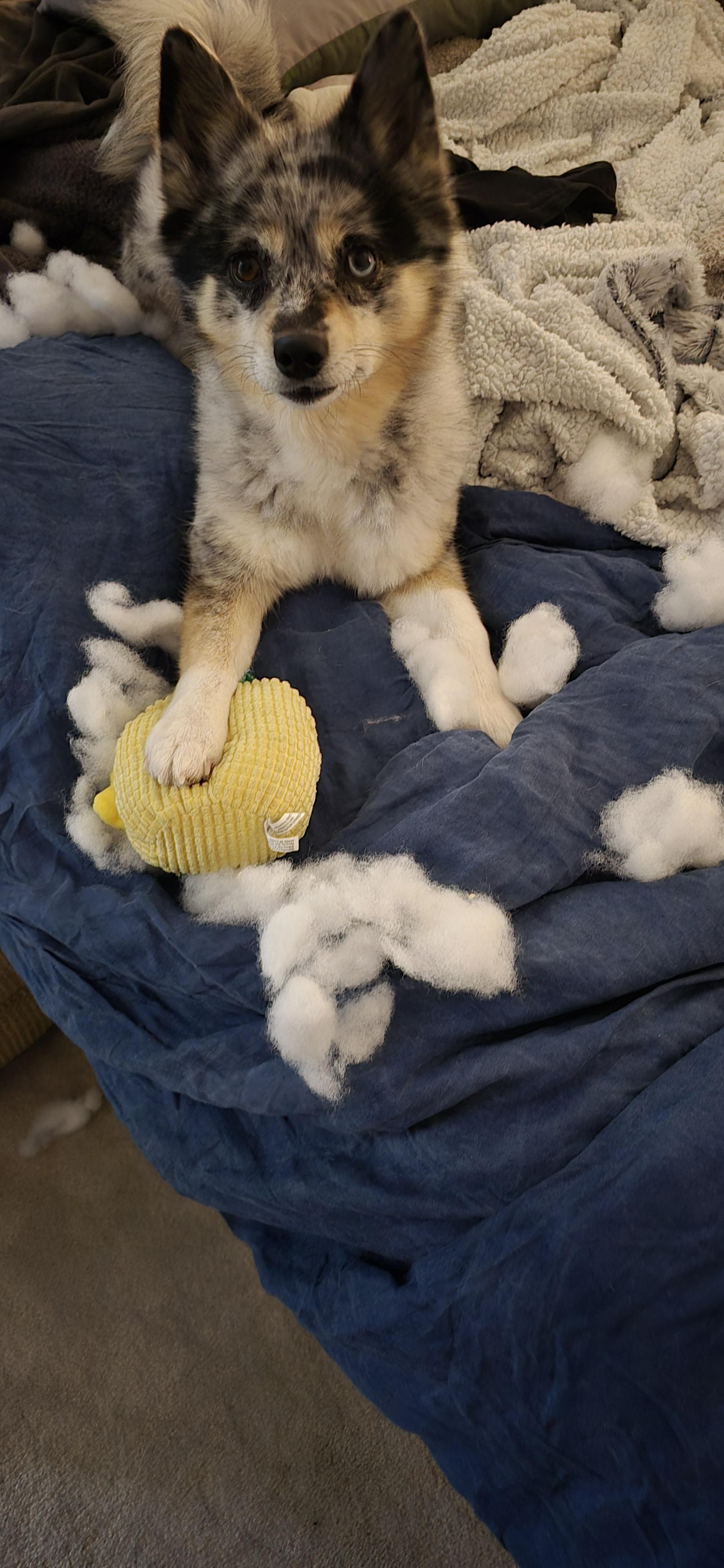 Aussie the destroyer of fluffs | Scrolller