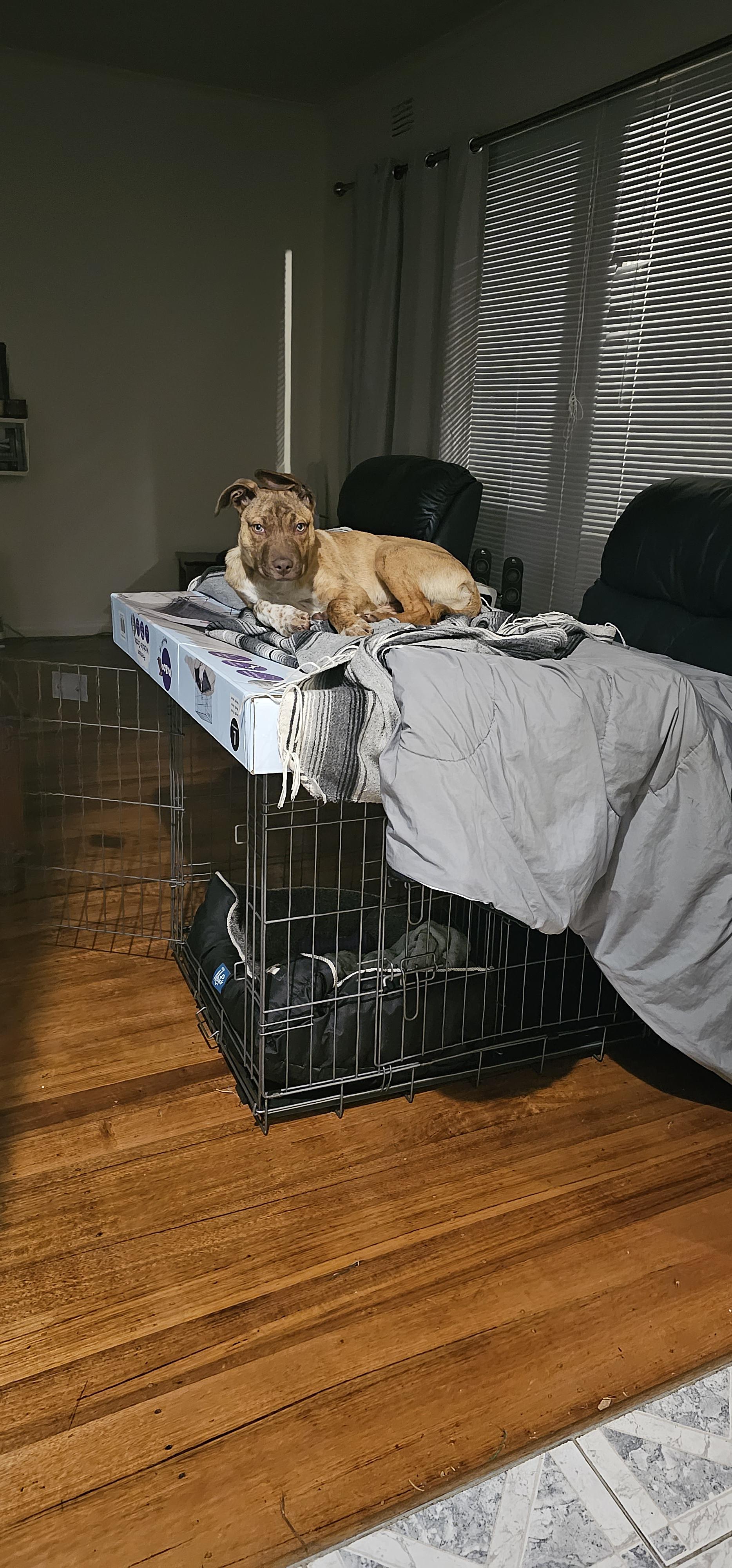 I said in the crate... | Scrolller