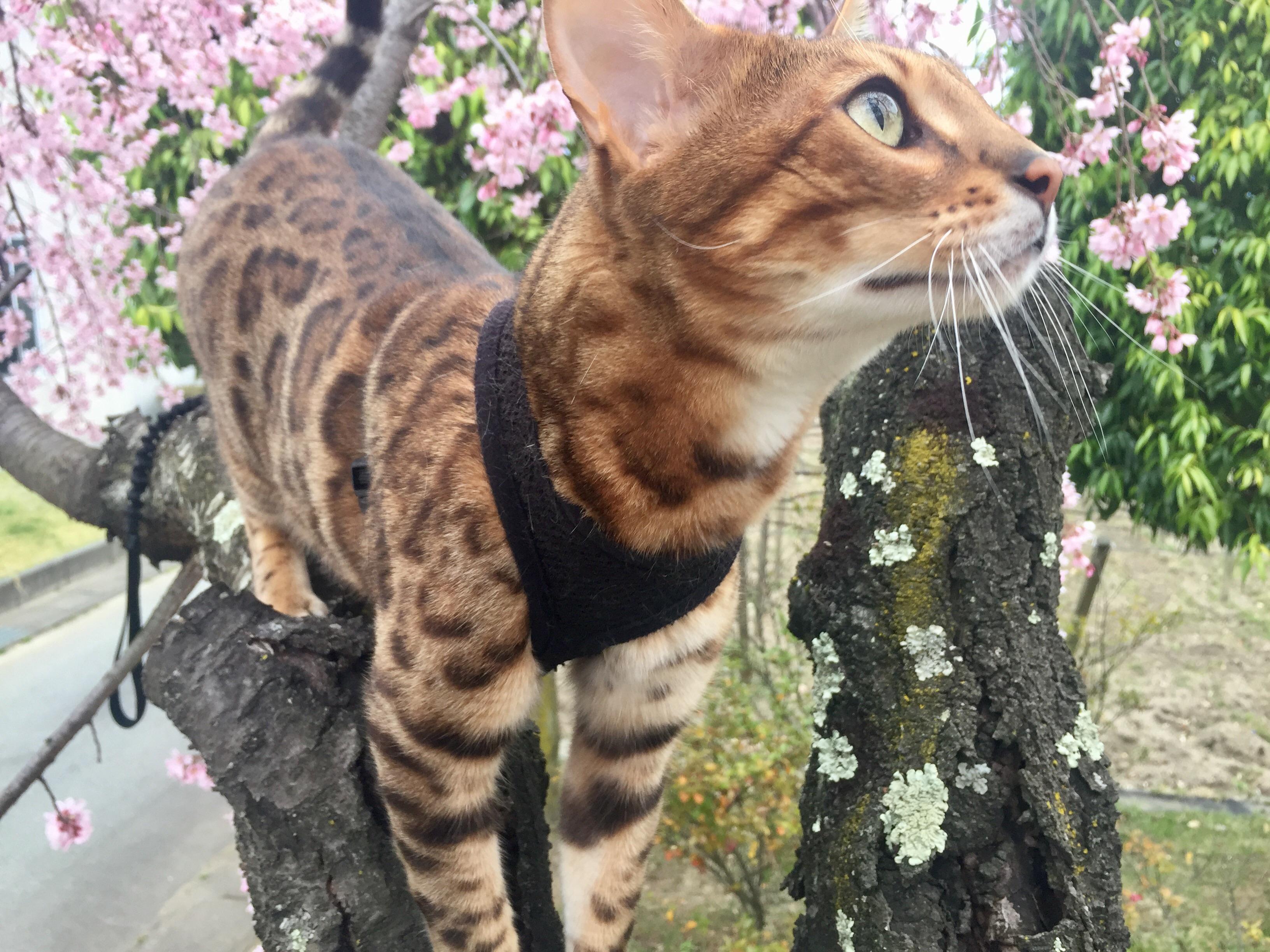 Happy 12th birthday to my Kuma | Scrolller