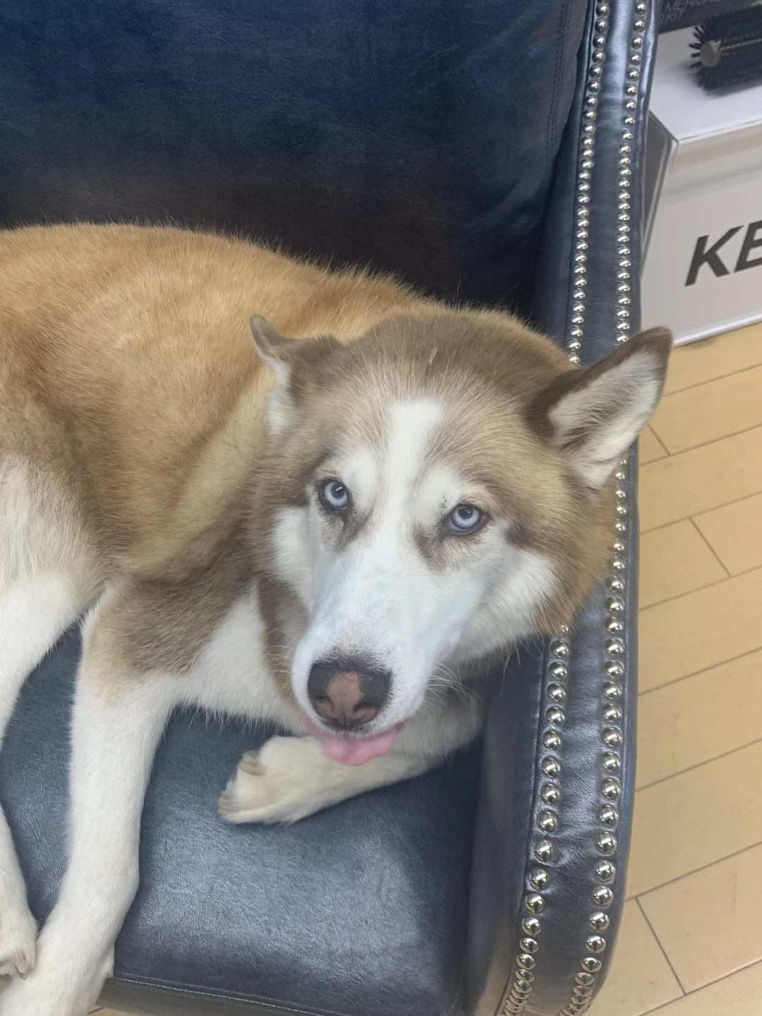 This is my salons’ lil pupper! | Scrolller