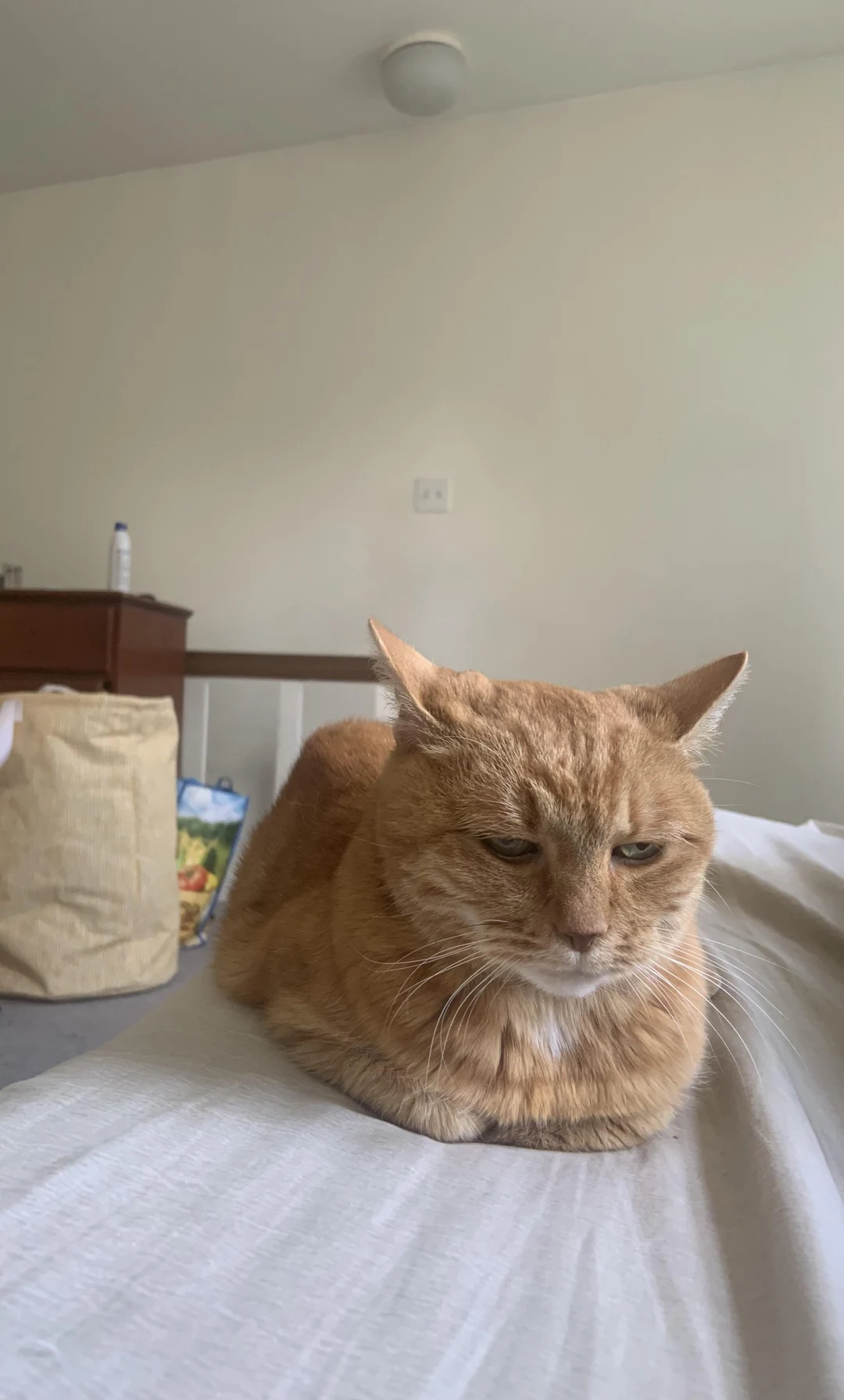 Gromp loaf | Scrolller