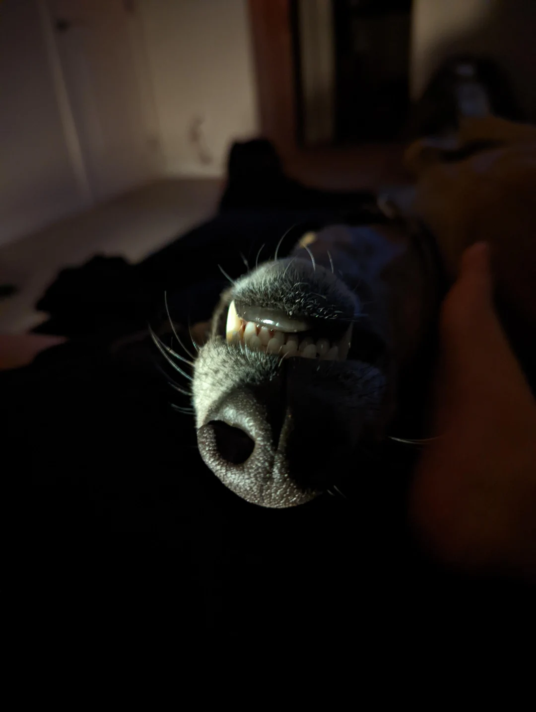 In space no one can hear you roach | Scrolller