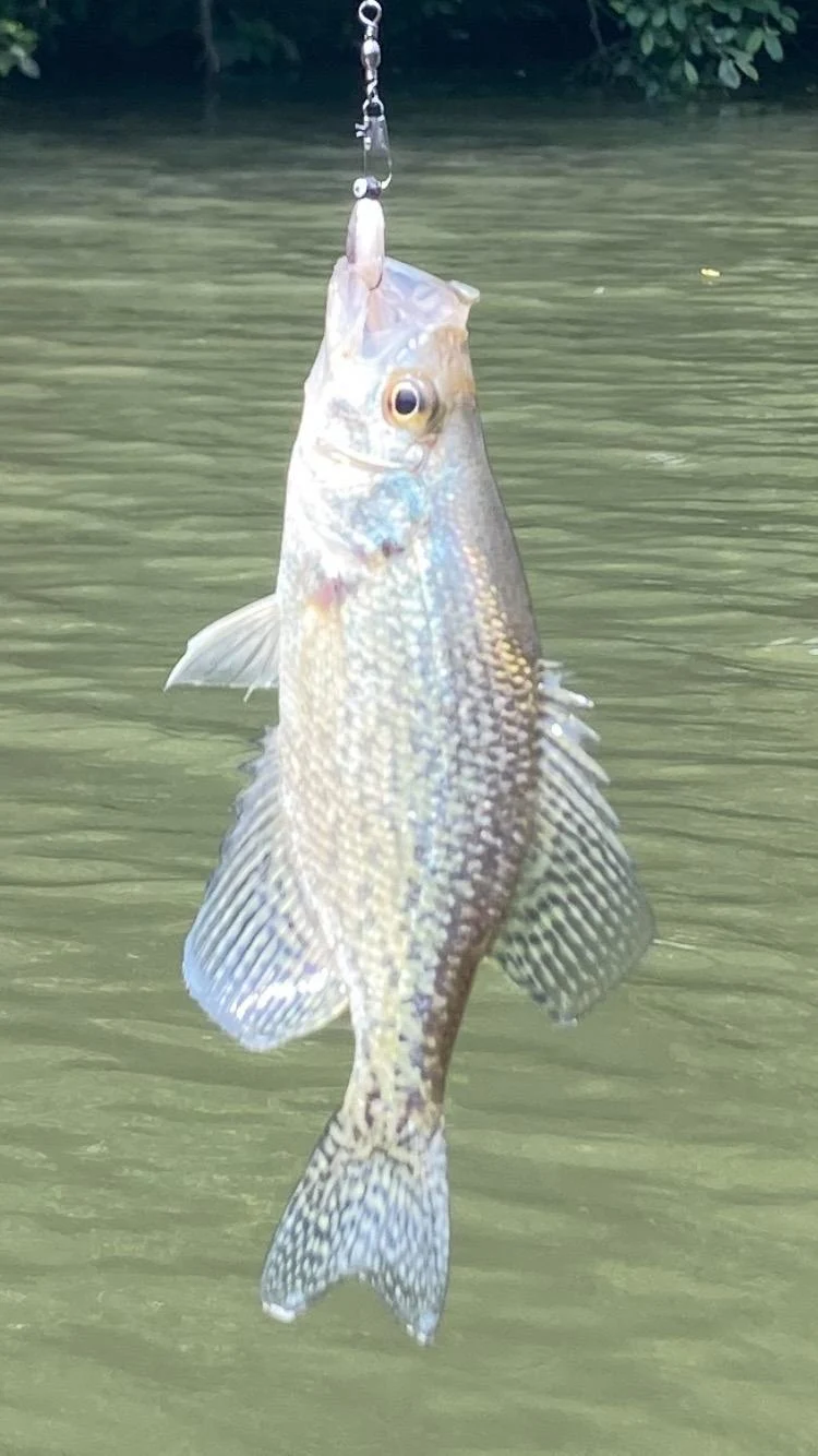 What is this fish | Scrolller