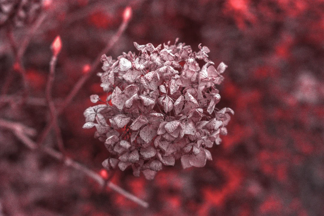 hydrangea | Scrolller