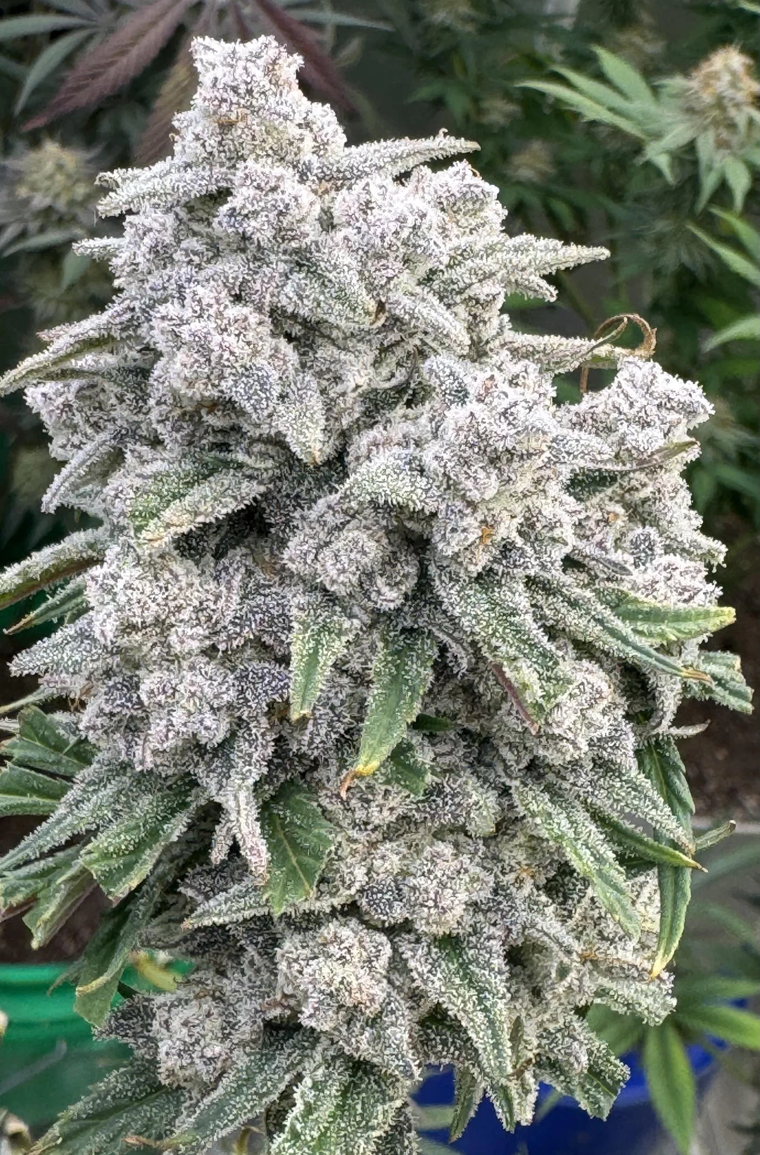 Nitro berry | Scrolller